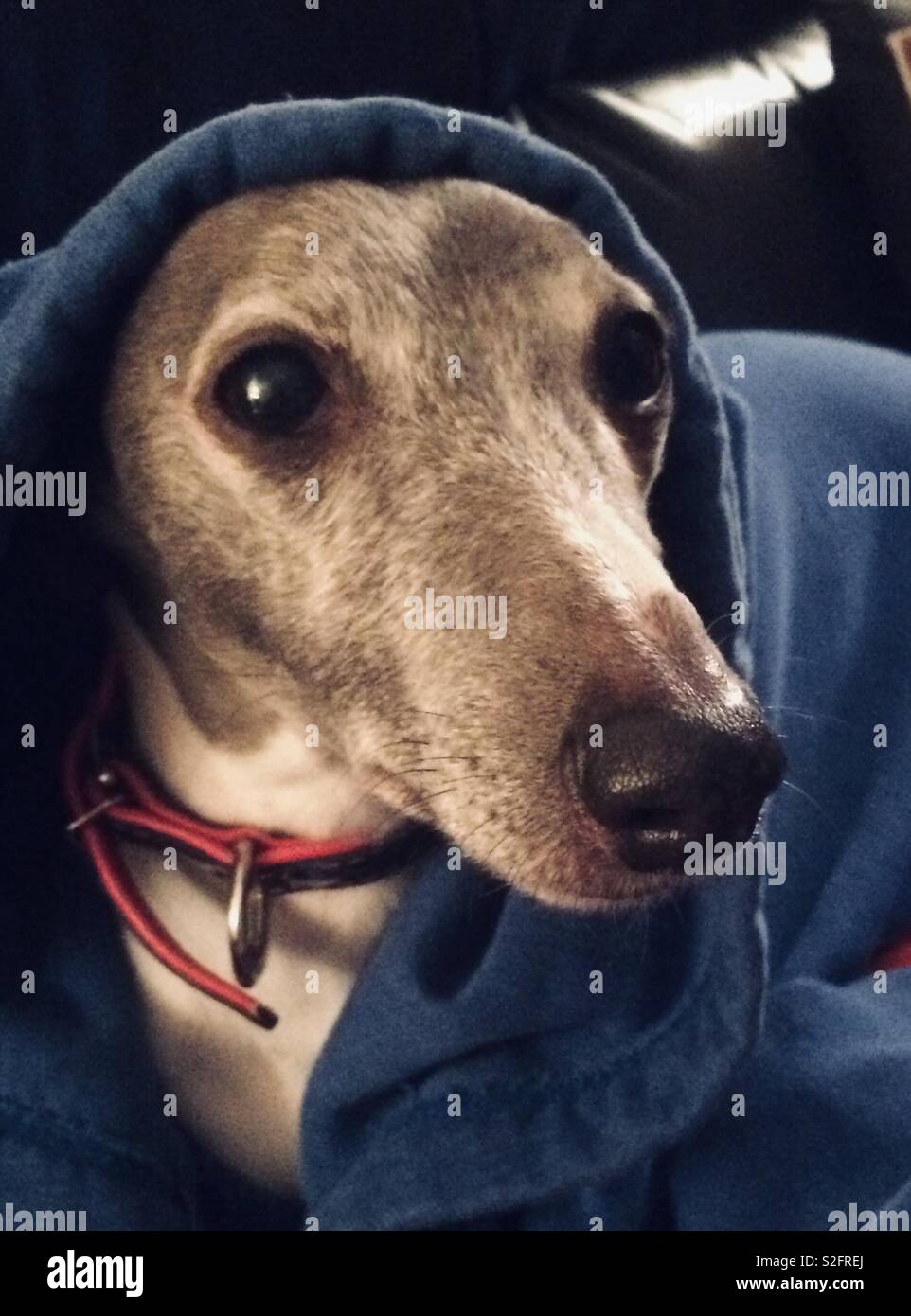 Happy whippet wears hoodie Stock Photo - Alamy