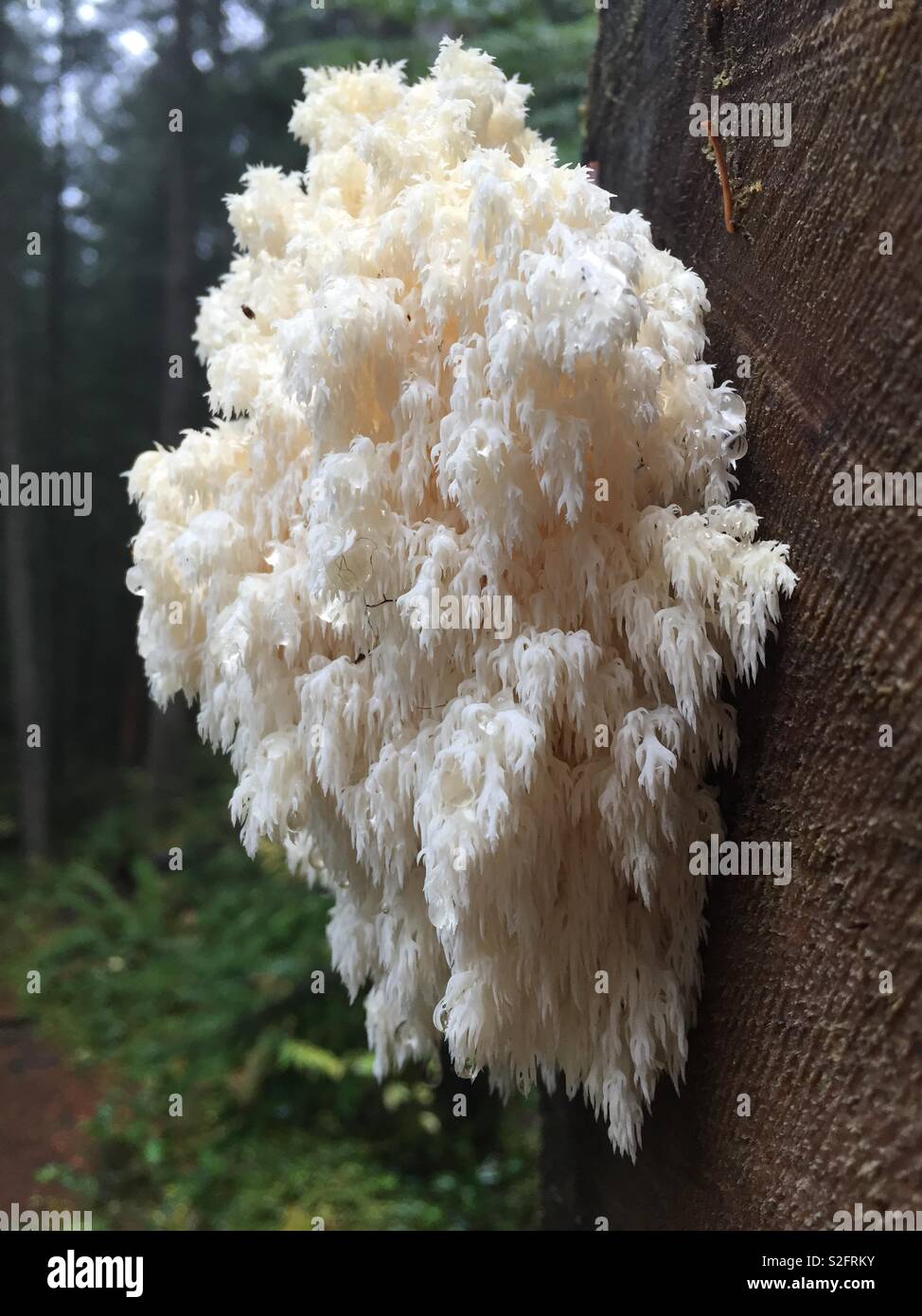 Decay Forest High Resolution Stock Photography and Images - Alamy