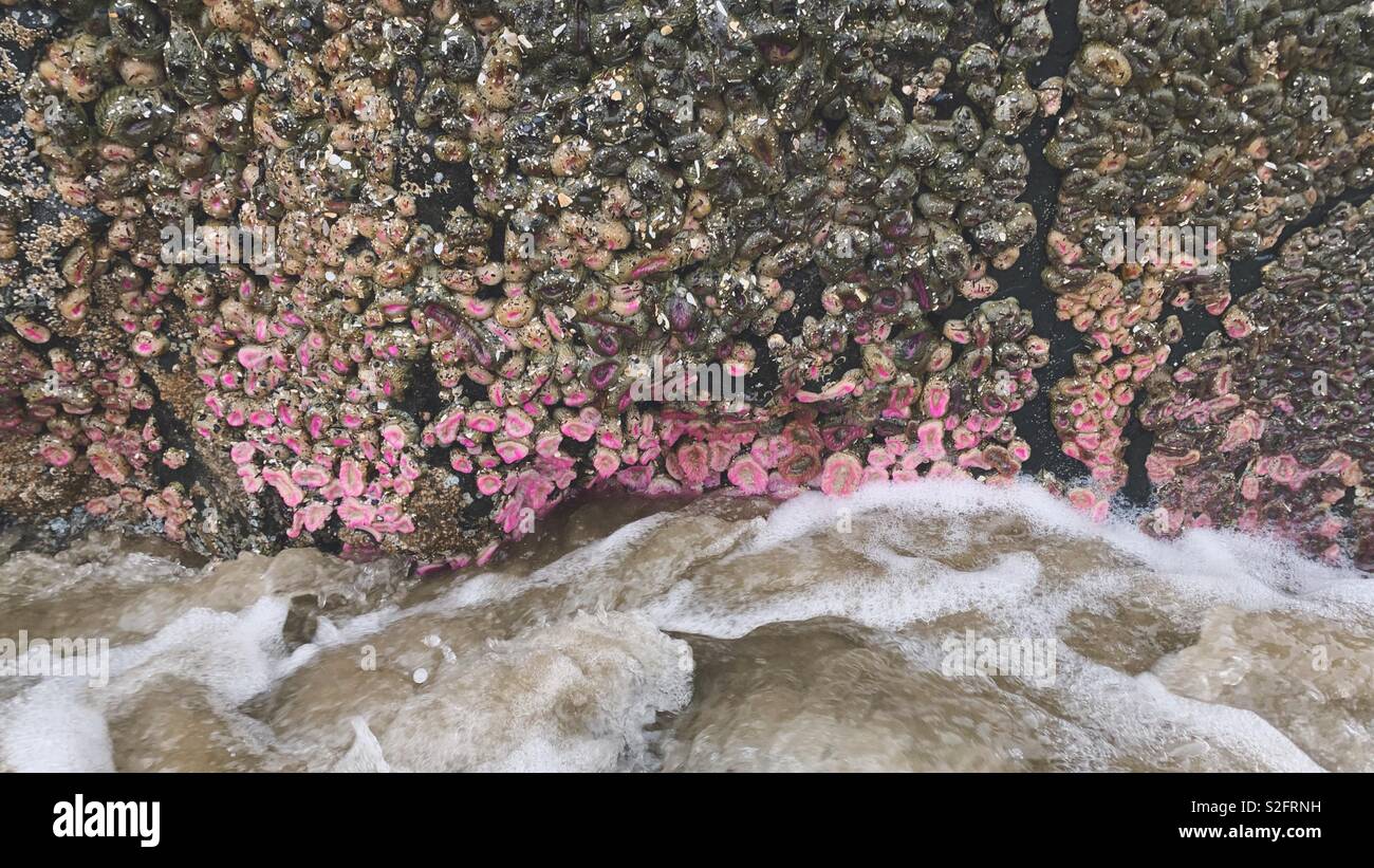 Water barnacles hi-res stock photography and images - Alamy