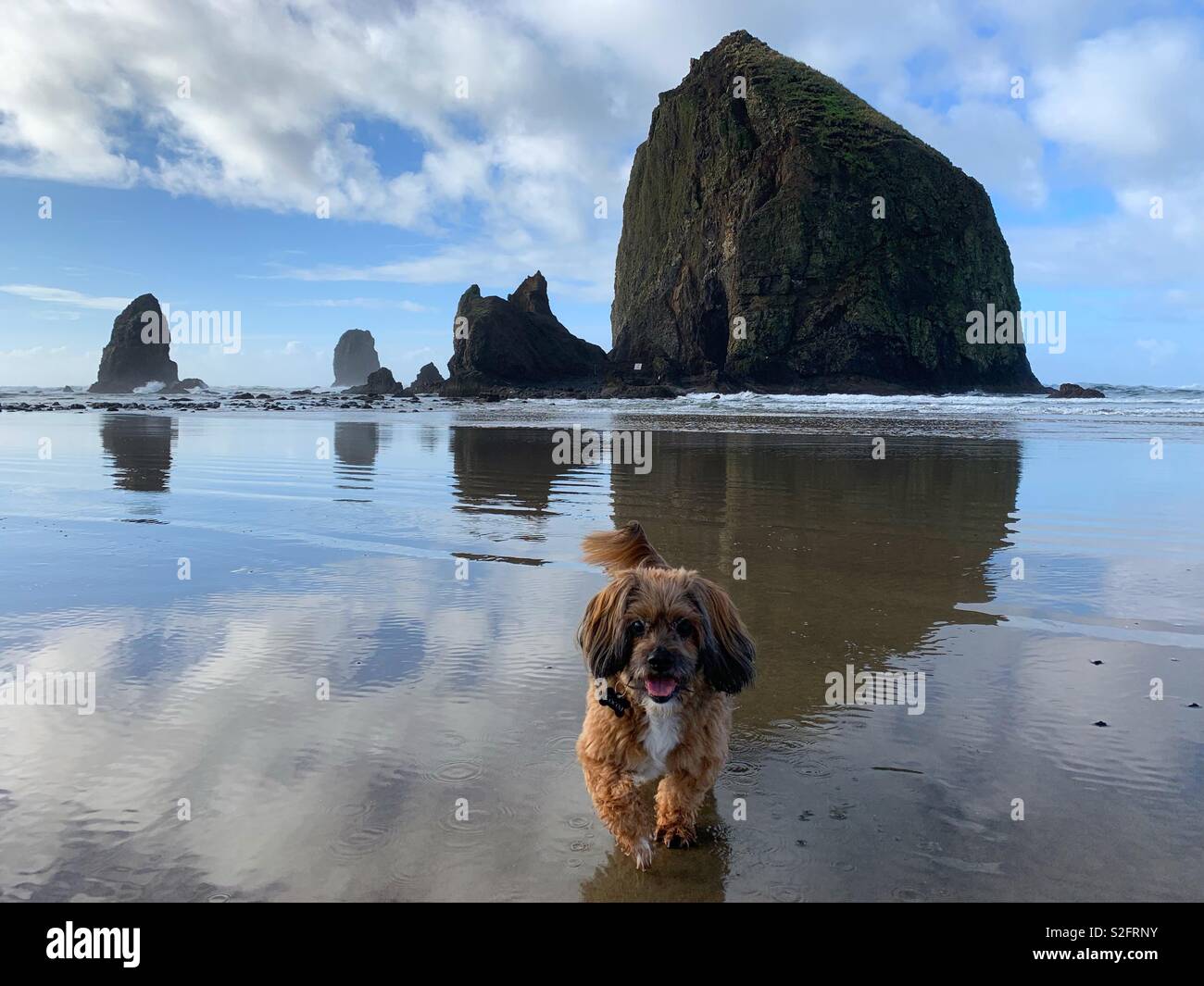 Small dog on the beach Stock Photo - Alamy