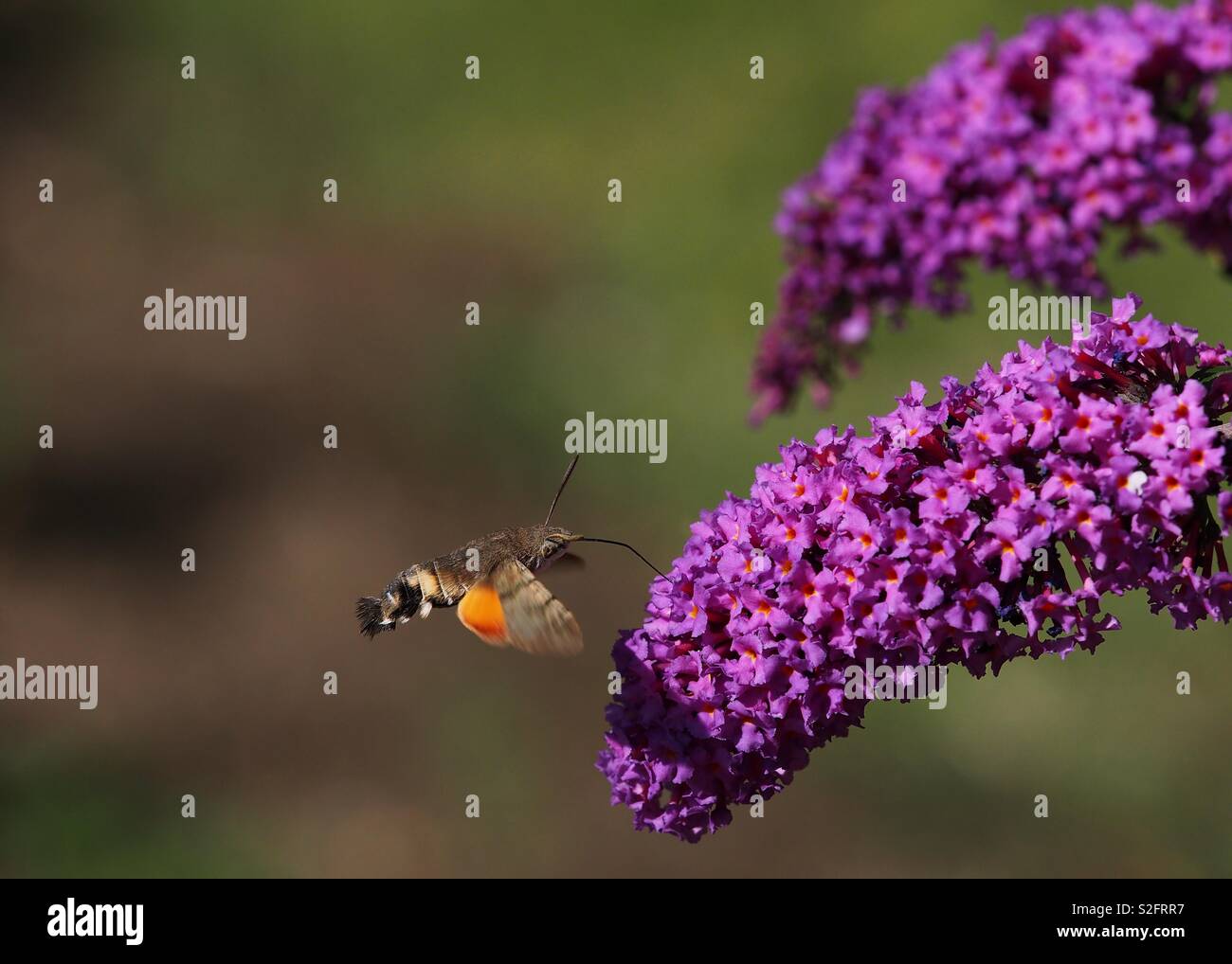 Hummingbird hawk-moth in flight at a blooming flower for nectar Stock ...