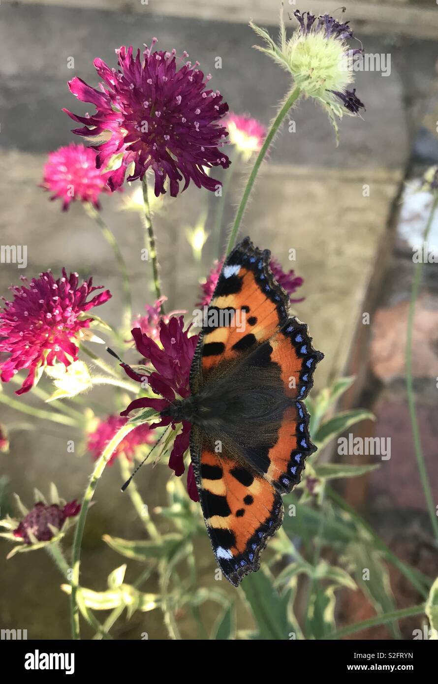 Small Tortoise Shell Butterfly with Scabious Flowers Stock Photo - Alamy
