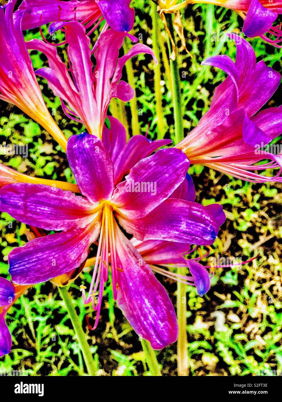 Blast of color Stock Photo - Alamy