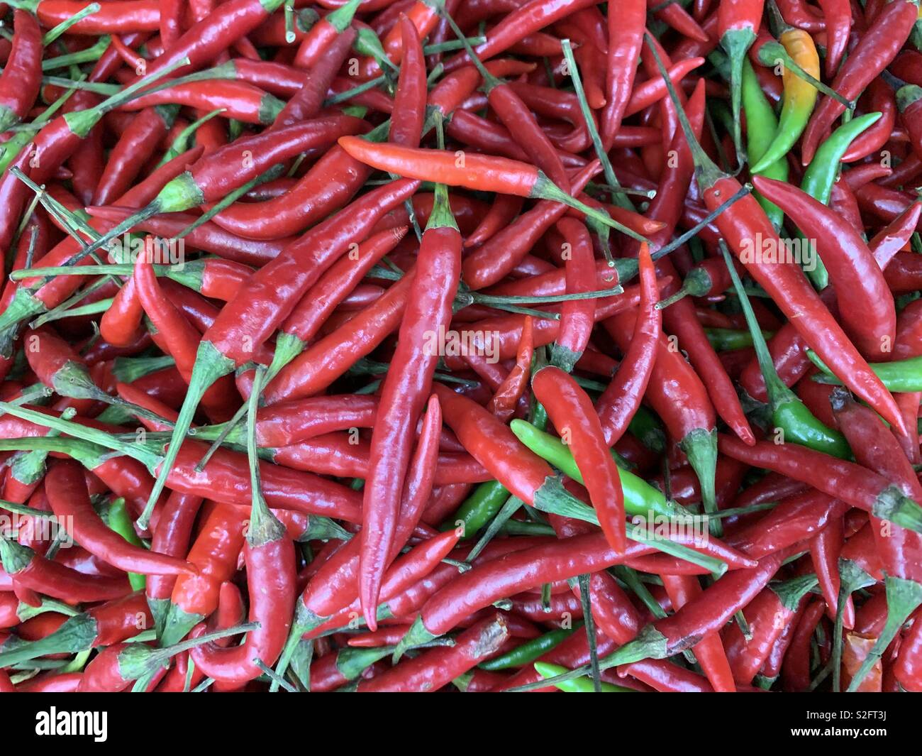 Red hot chili plants hi-res stock photography and images - Alamy