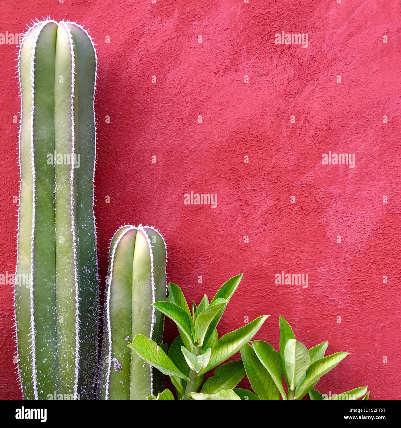 Cactus colours hi-res stock photography and images - Alamy