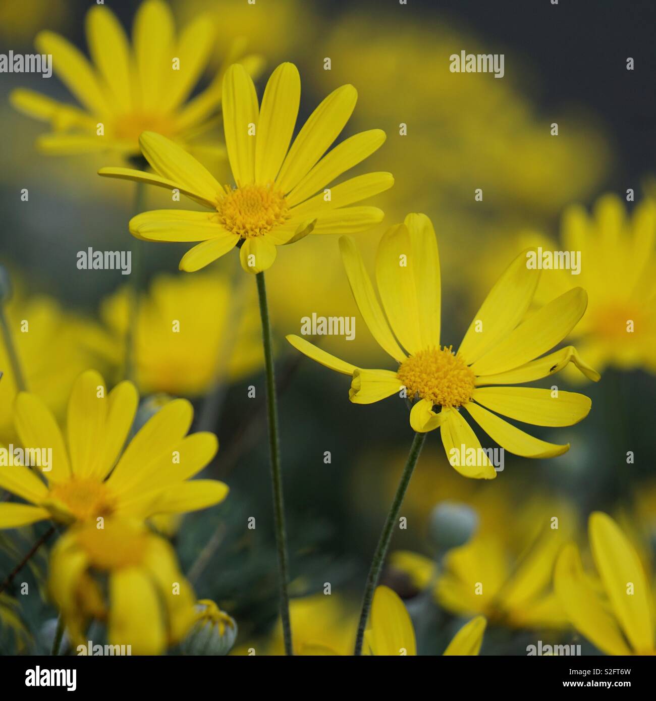 Yellow plants garden hi-res stock photography and images - Alamy