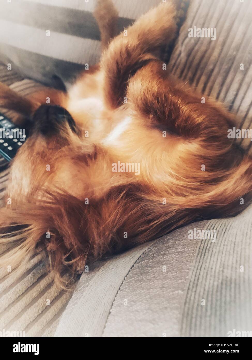 Chilling Dog High Resolution Stock Photography and Images - Alamy