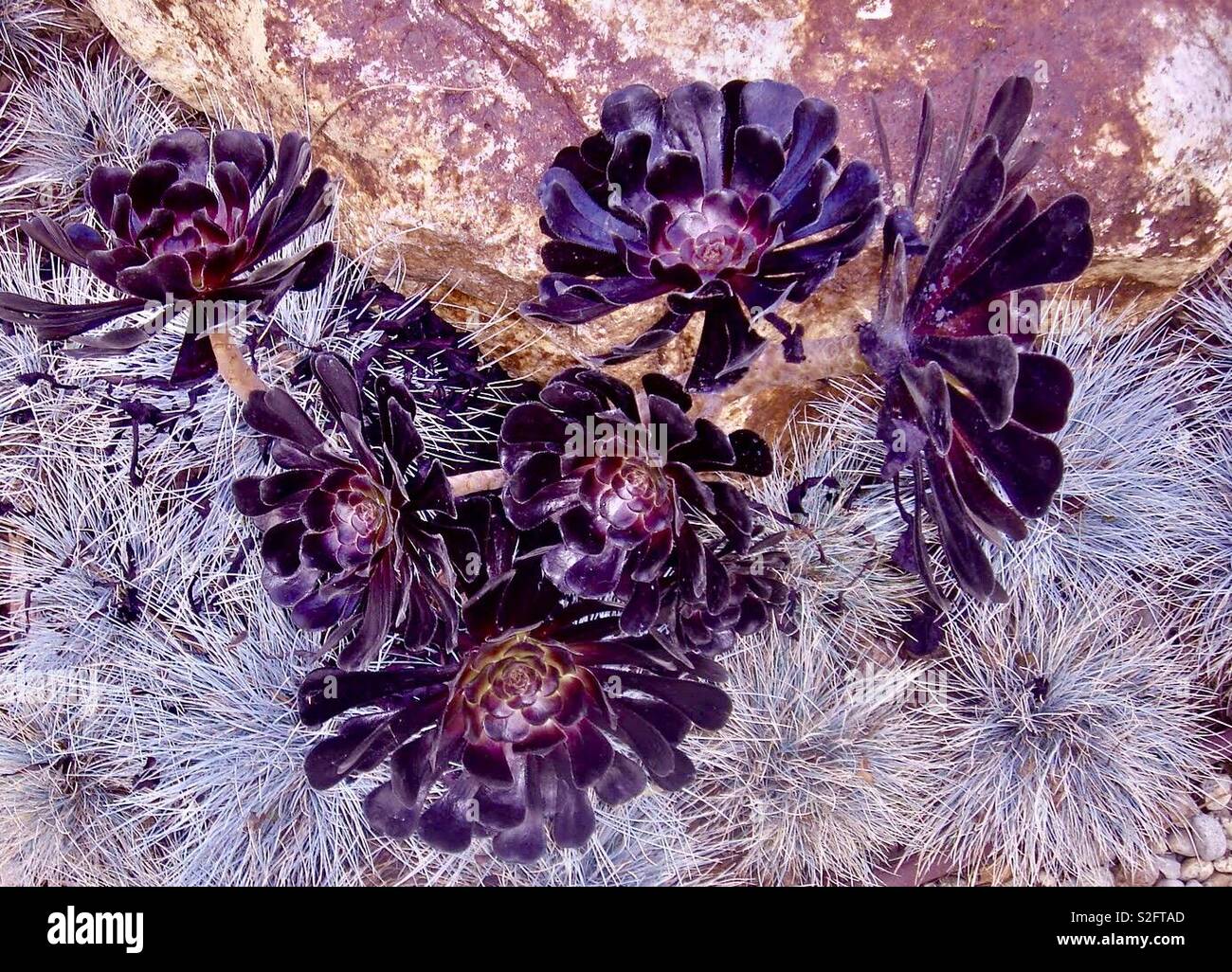 Black sedum hi-res stock photography and images - Alamy
