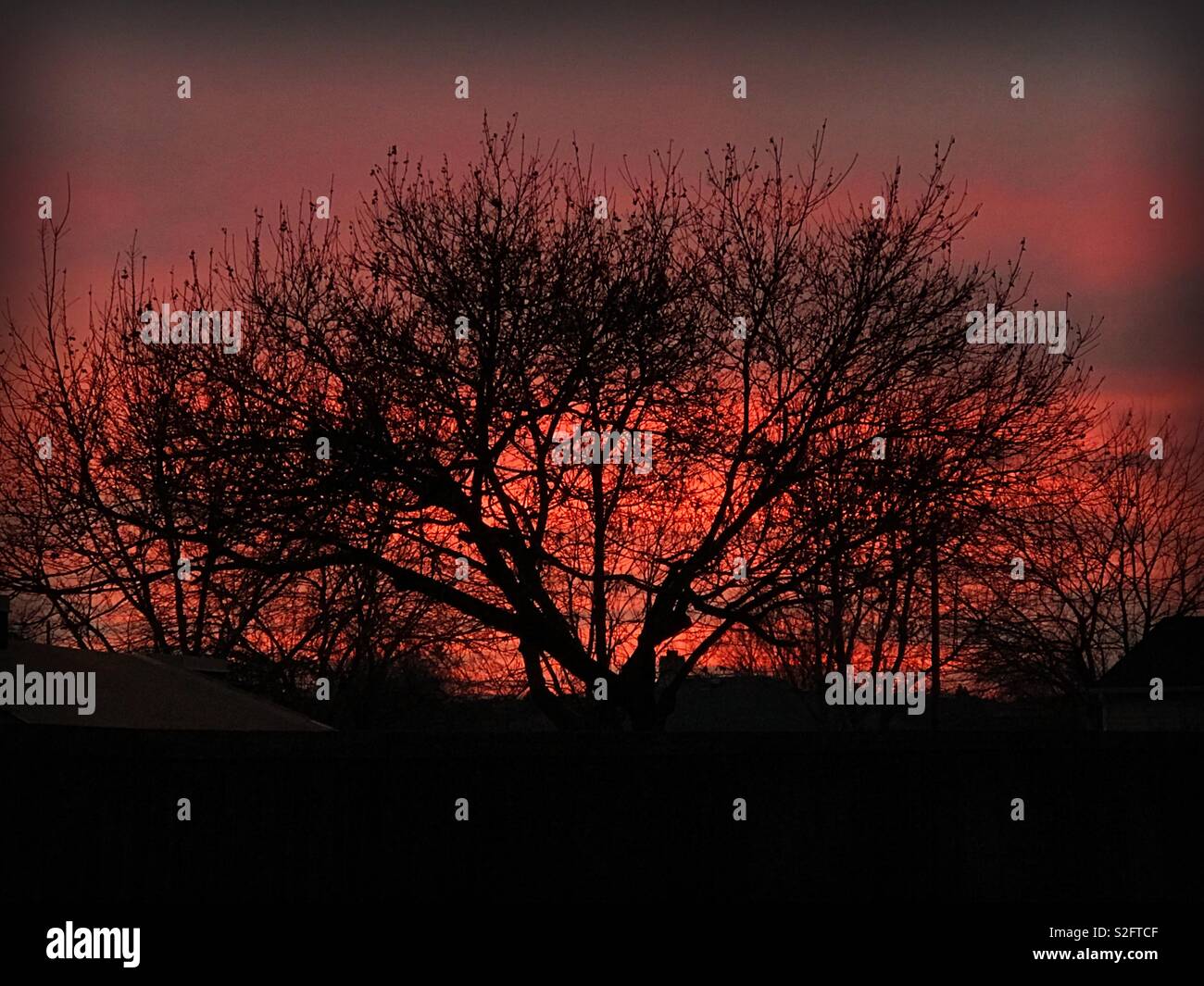 Red west sunset and tree Stock Photo - Alamy