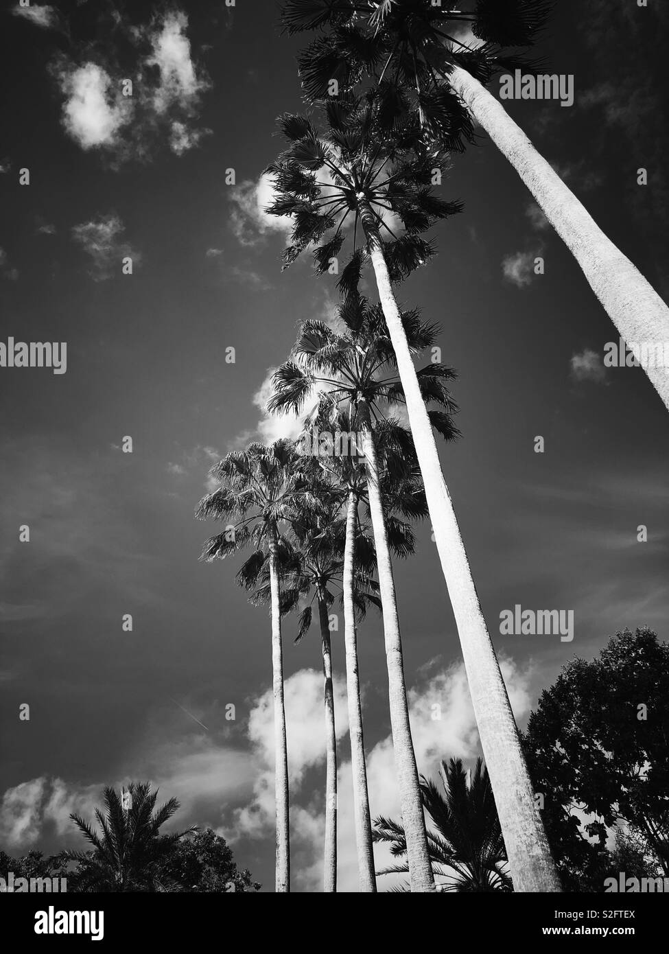 Orlando florida palm trees hi-res stock photography and images - Alamy