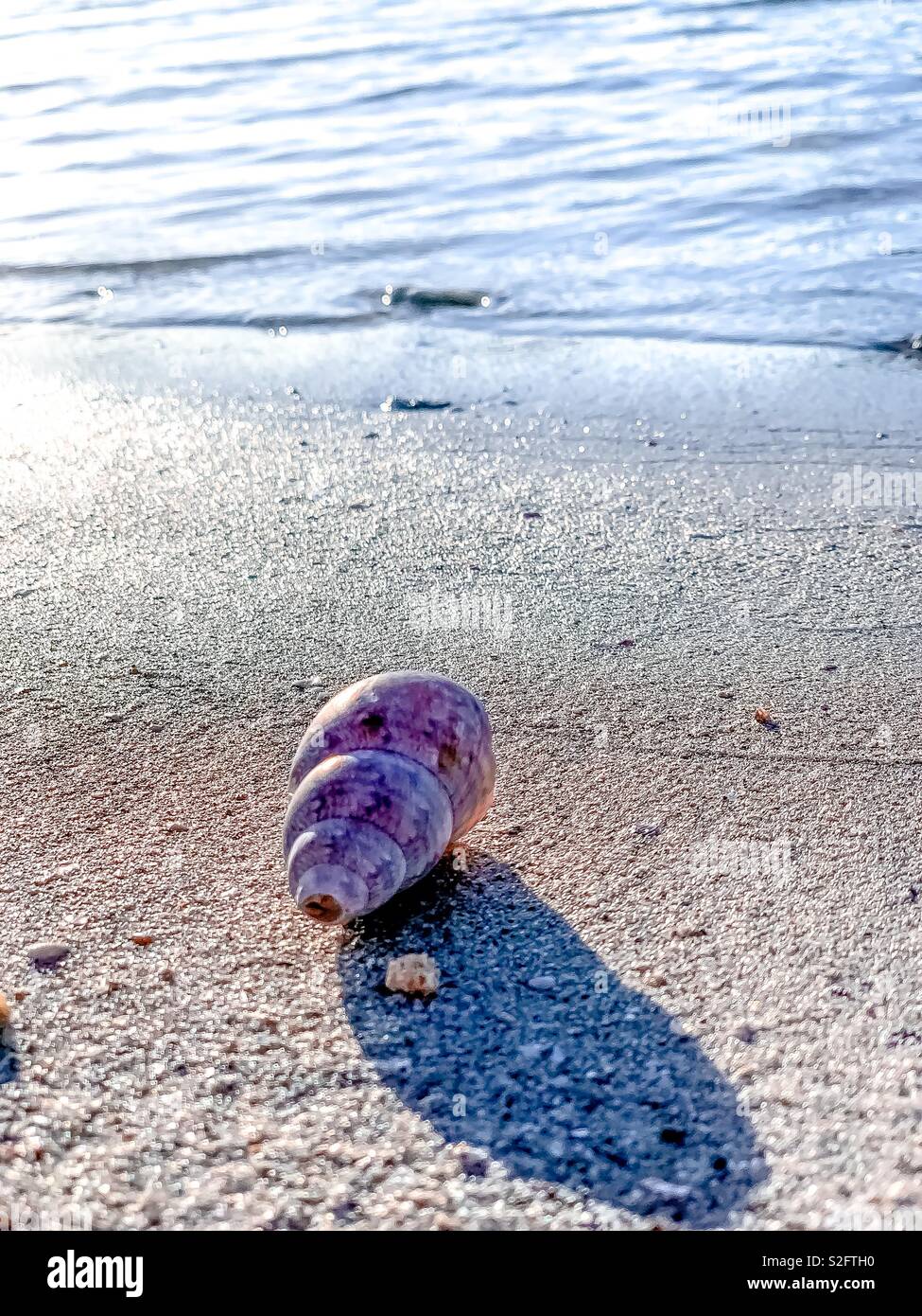 Purple shell hi-res stock photography and images - Alamy