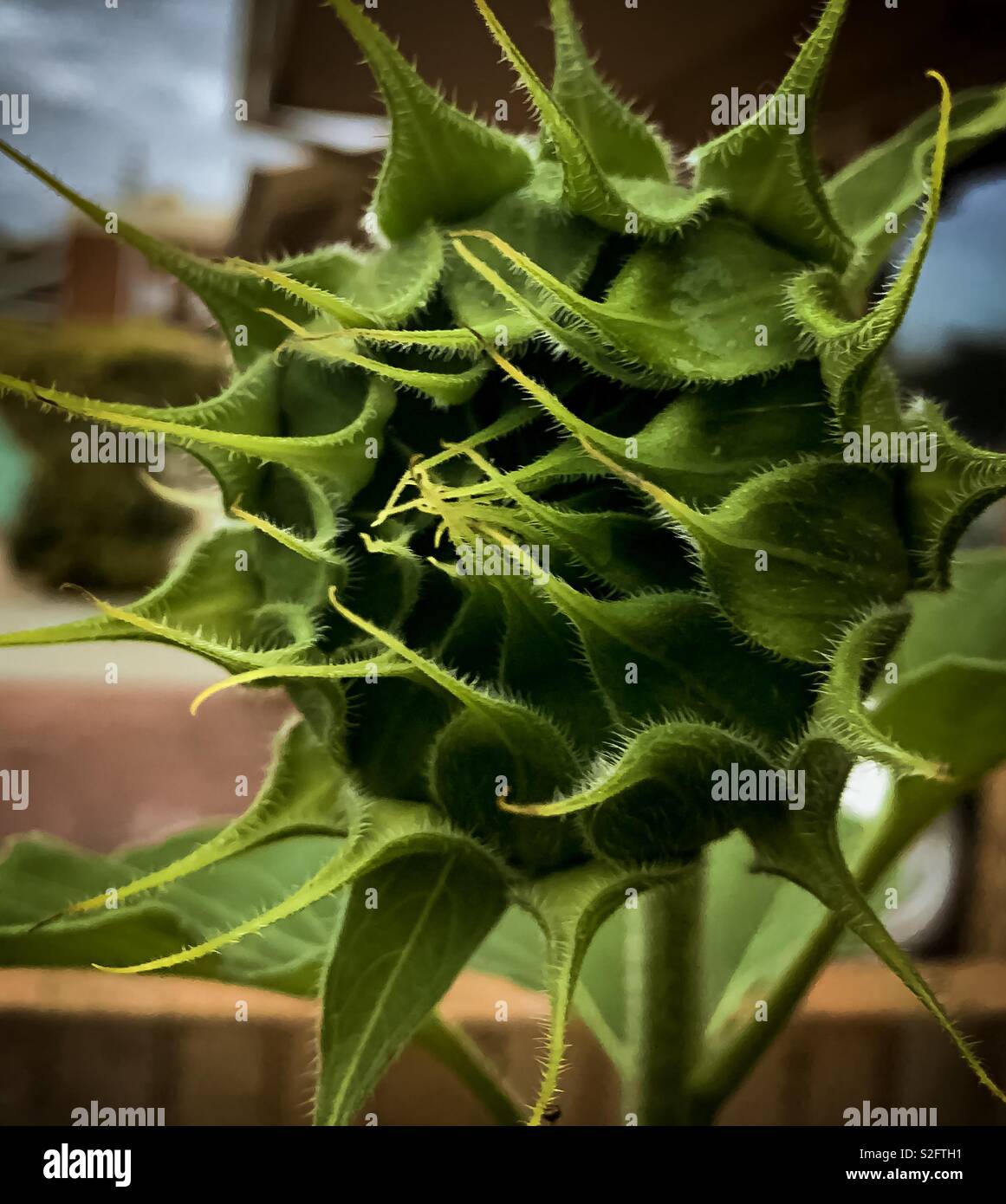 Unopened blooms hi-res stock photography and images - Alamy