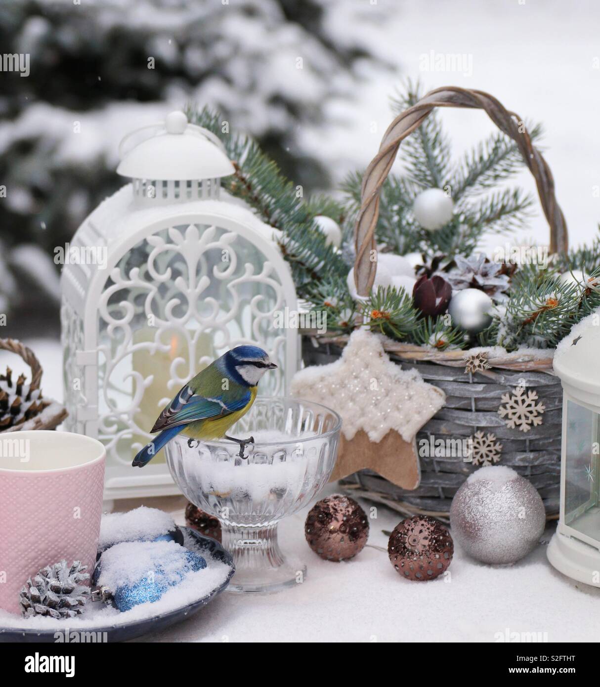 blue tit in winter still life Stock Photo - Alamy