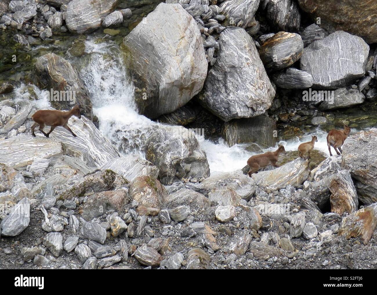 Wild animals running free Stock Photo - Alamy