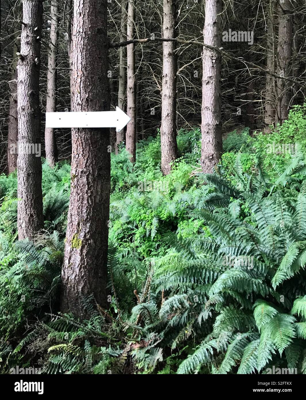 Indicator trees hi-res stock photography and images - Alamy