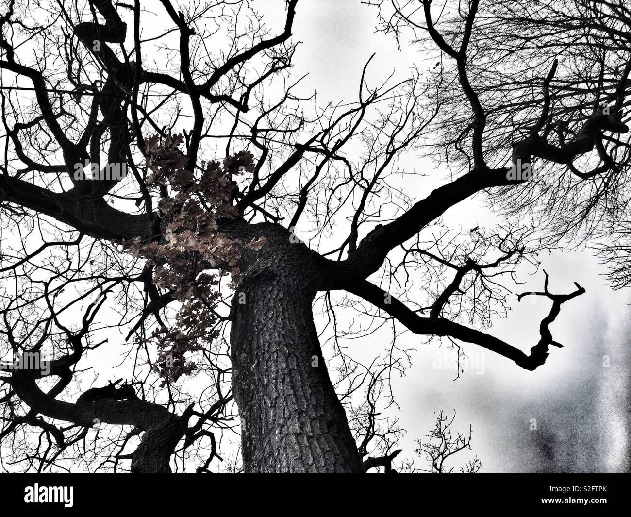 Abstract trees hi-res stock photography and images - Alamy