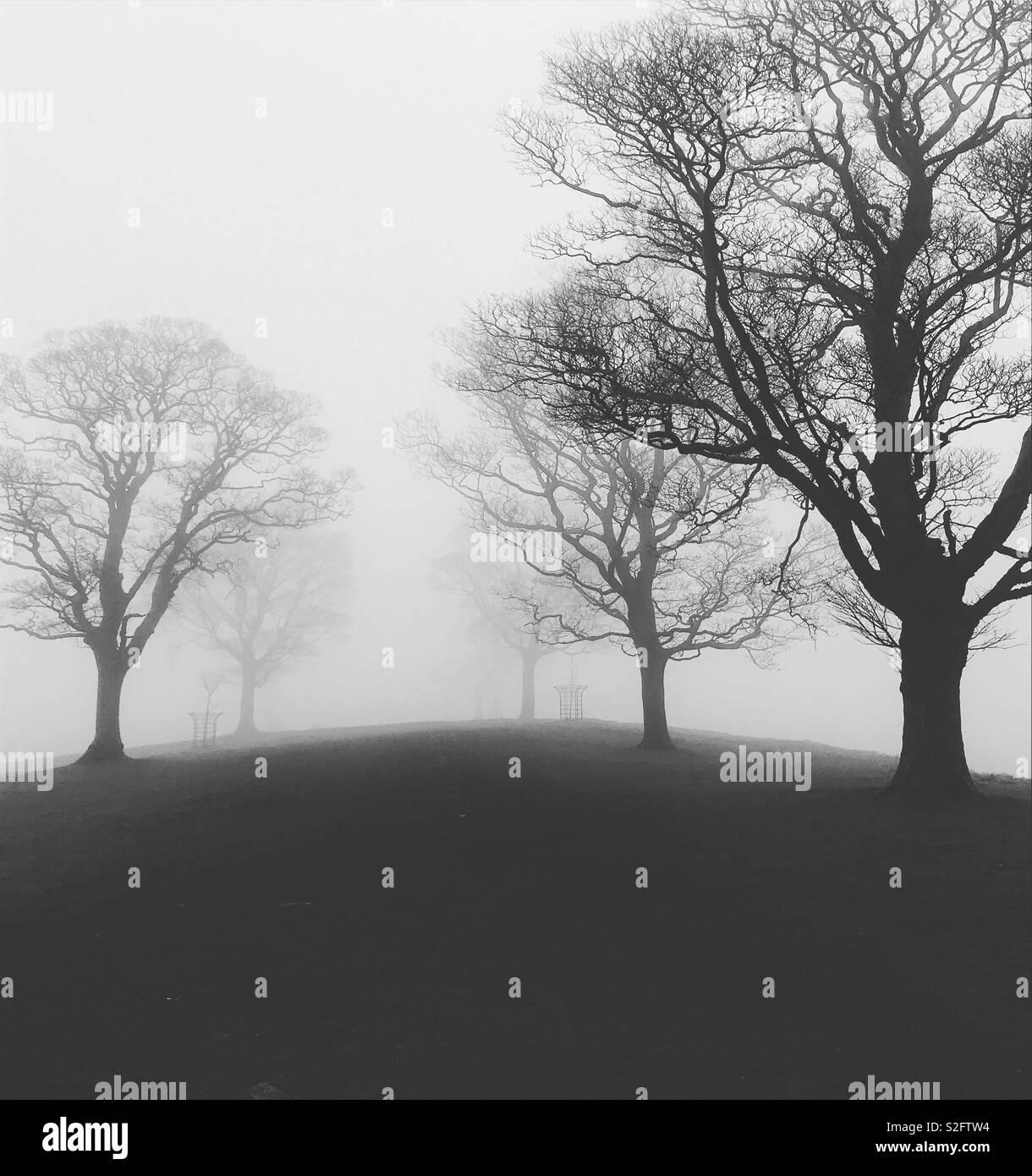 Trees in fog Stock Photo - Alamy