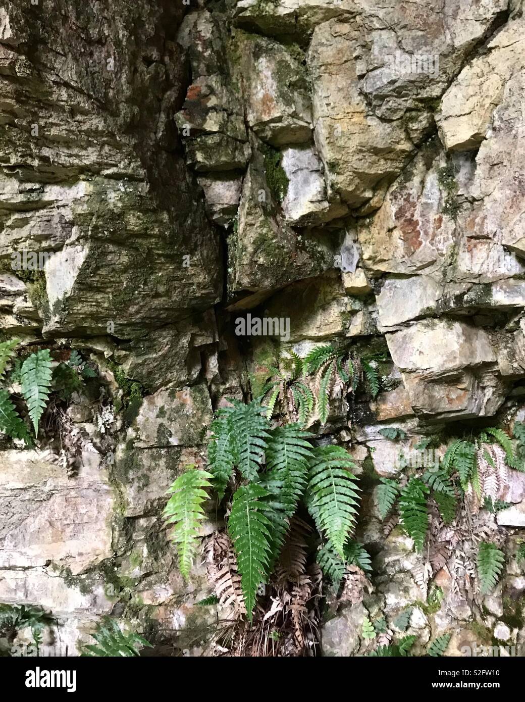 Grow ferns hi-res stock photography and images - Alamy