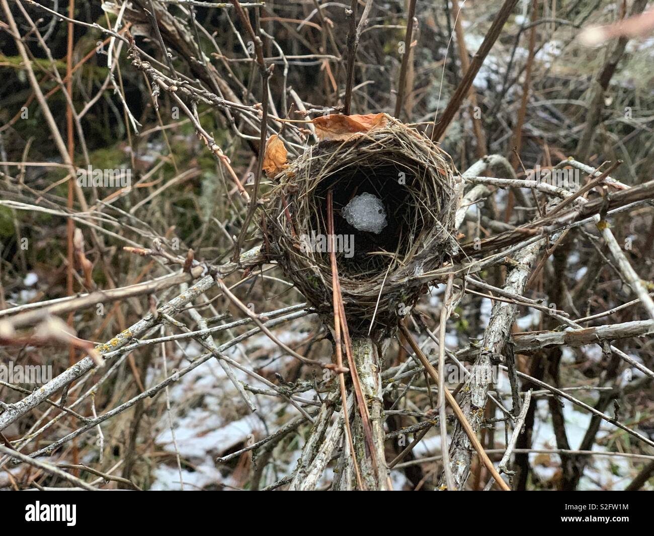 Hummingbird nest hi-res stock photography and images - Alamy