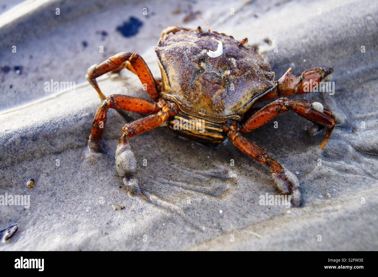 Small red hard shell crab Stock Photo - Alamy