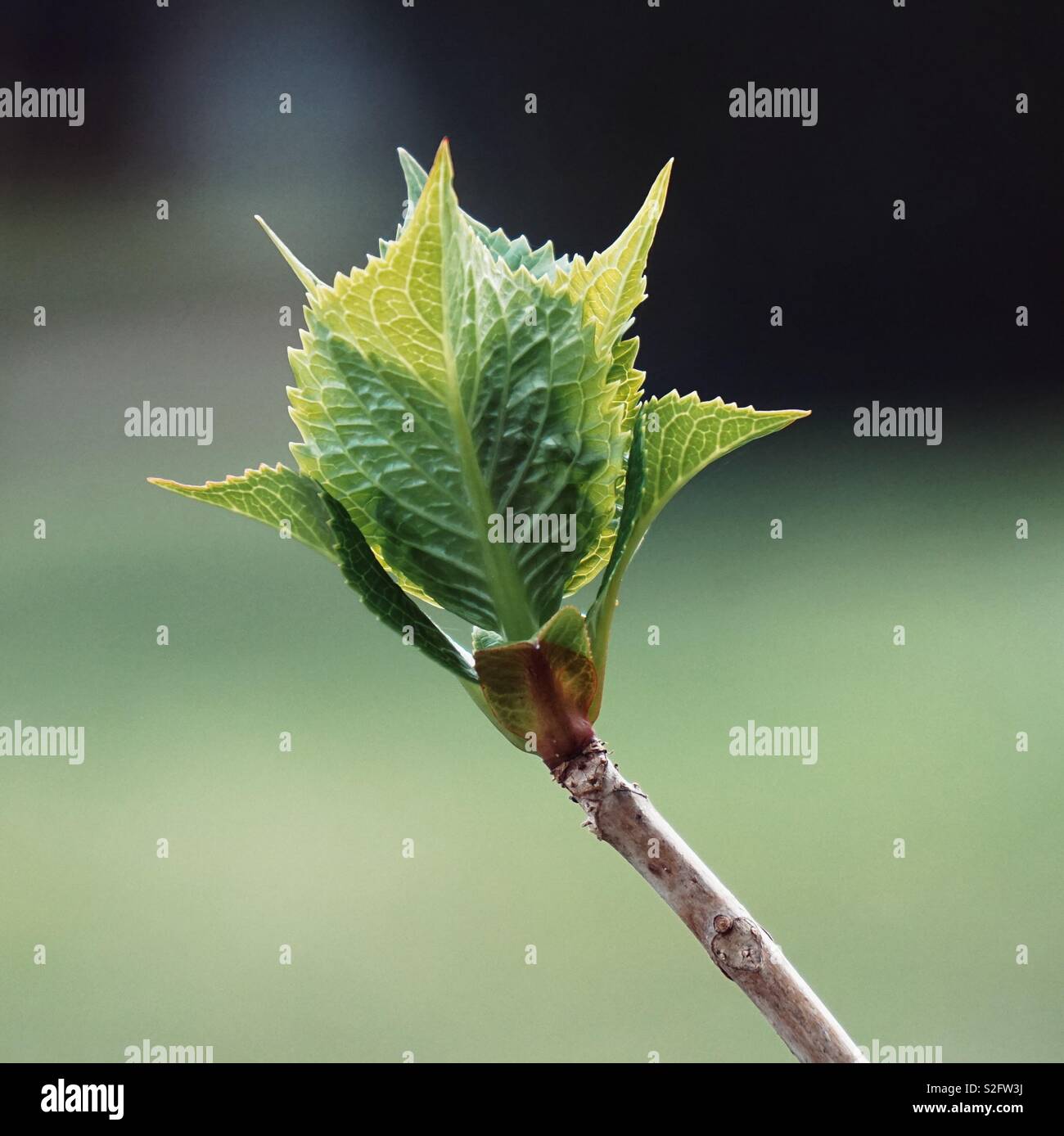 beautiful green plant flower in the garden Stock Photo - Alamy
