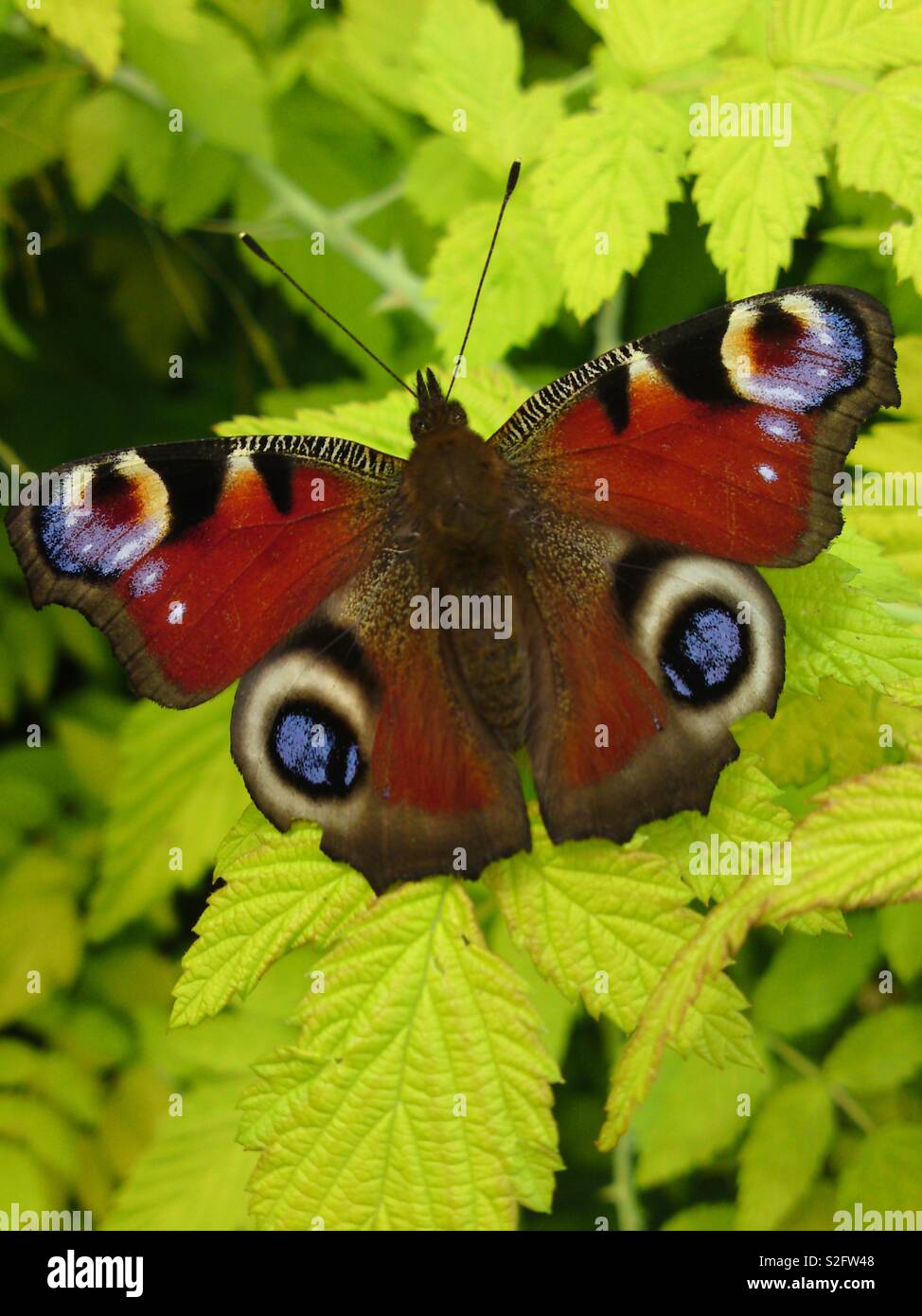 Butterfly calm and still Stock Photo - Alamy
