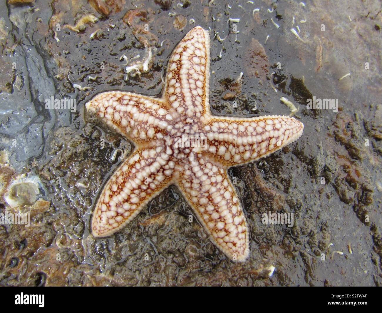 Starfish on a rock hi-res stock photography and images - Alamy
