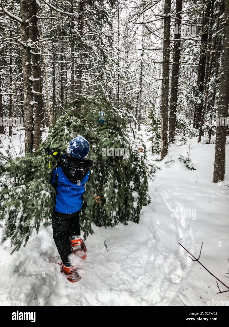 Carry Christmas Tree High Resolution Stock Photography and Images - Alamy