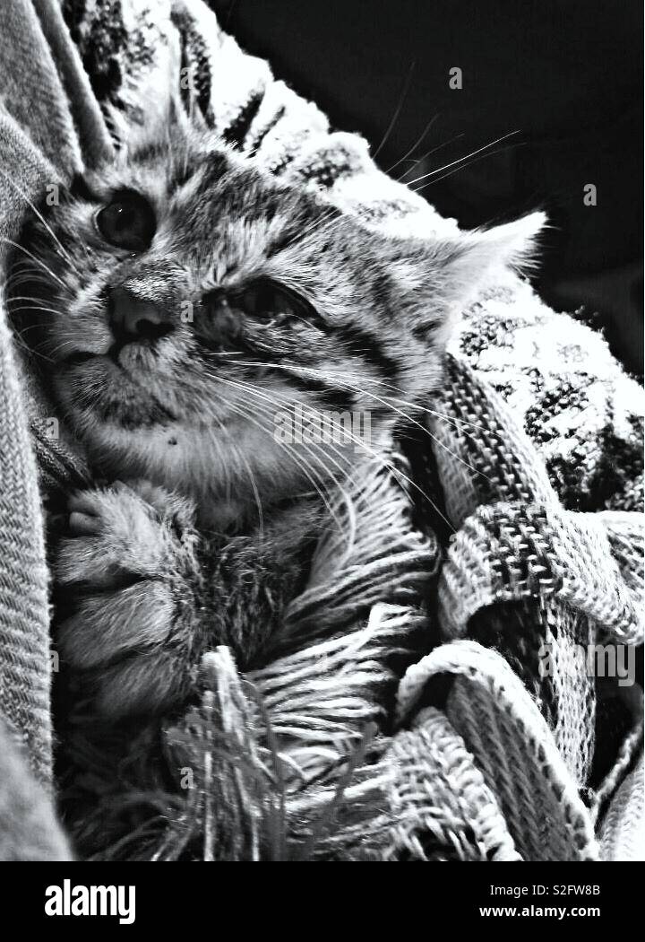 Poor white cat hi-res stock photography and images - Alamy