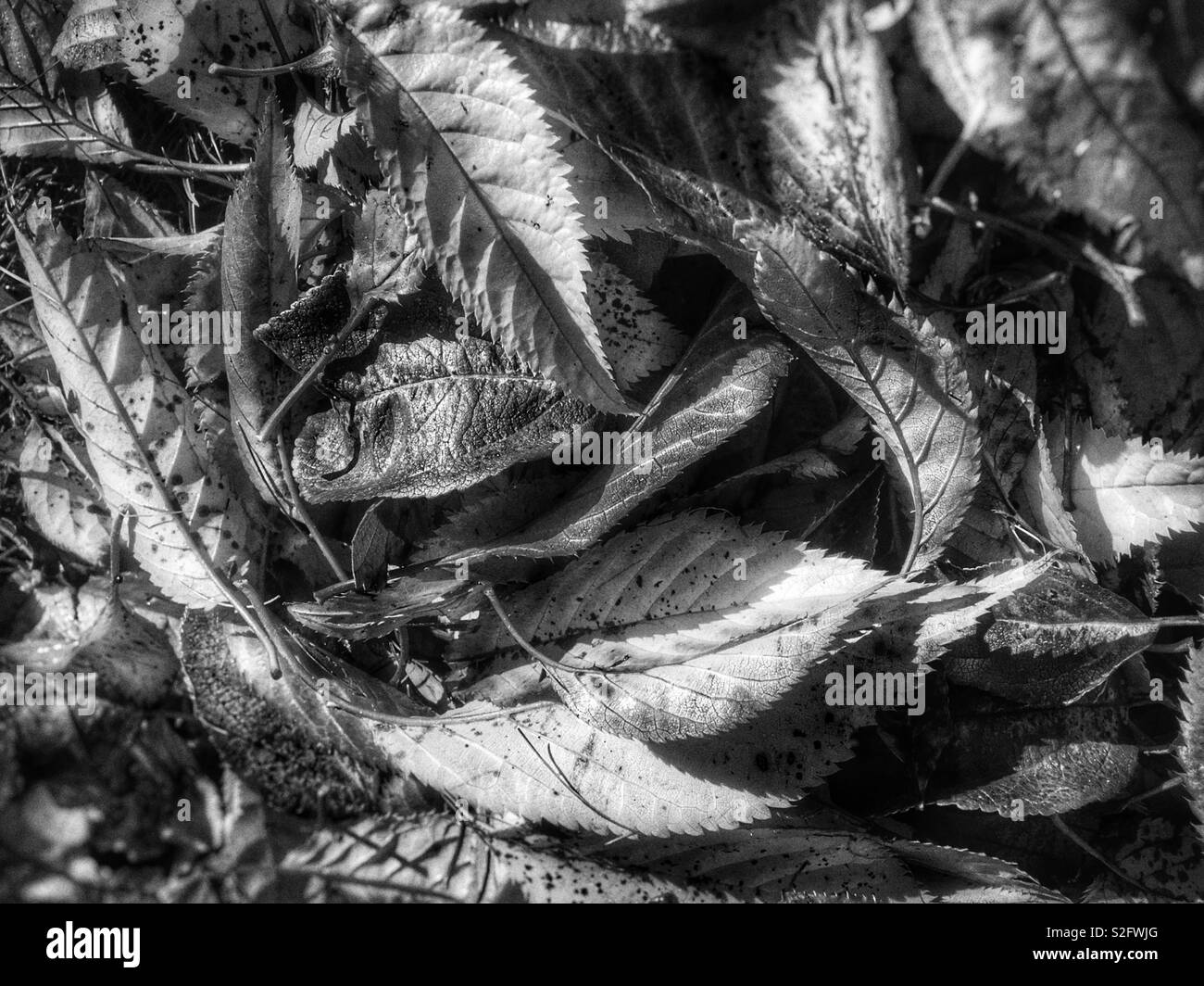 The b black and white smartphone stock photos - Alamy