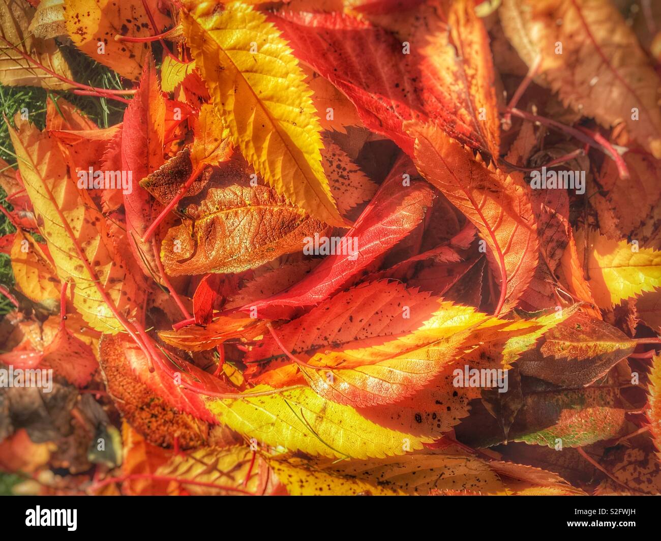 Autumn leaves England UK Stock Photo - Alamy