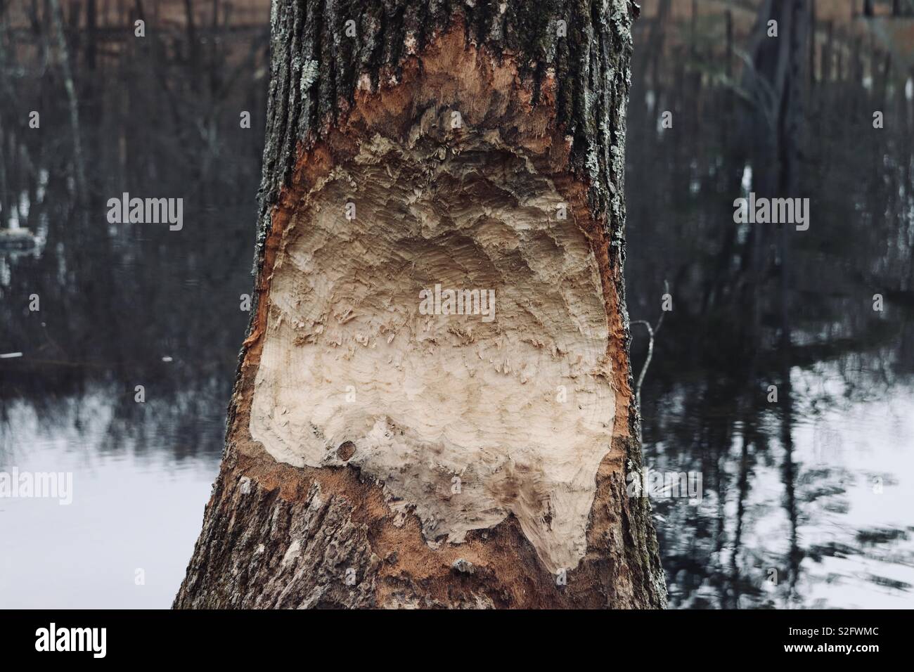 Damage caused by tree hi-res stock photography and images - Alamy