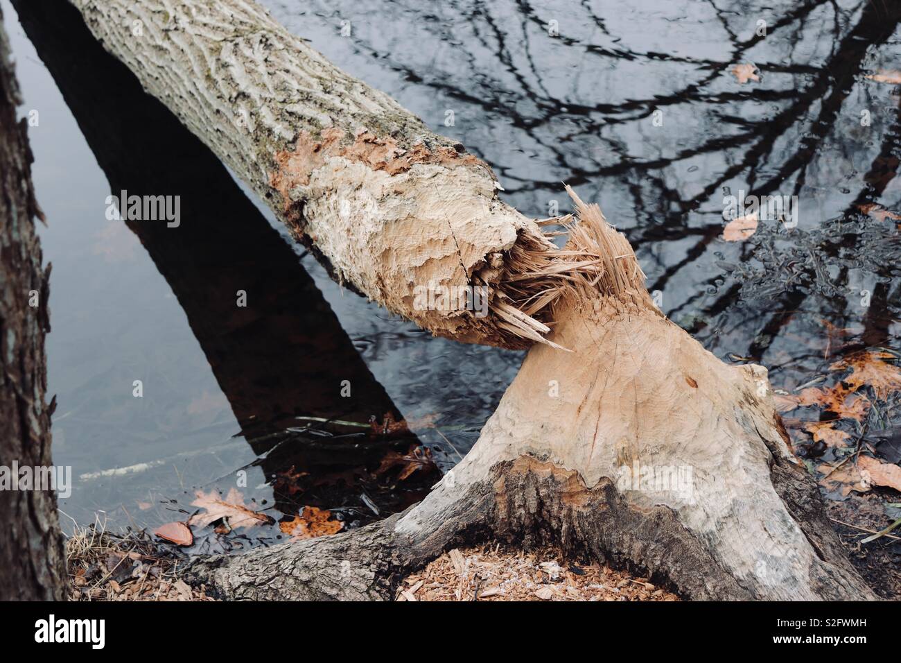 Damage caused to tree by beavers in the wild Stock Photo - Alamy