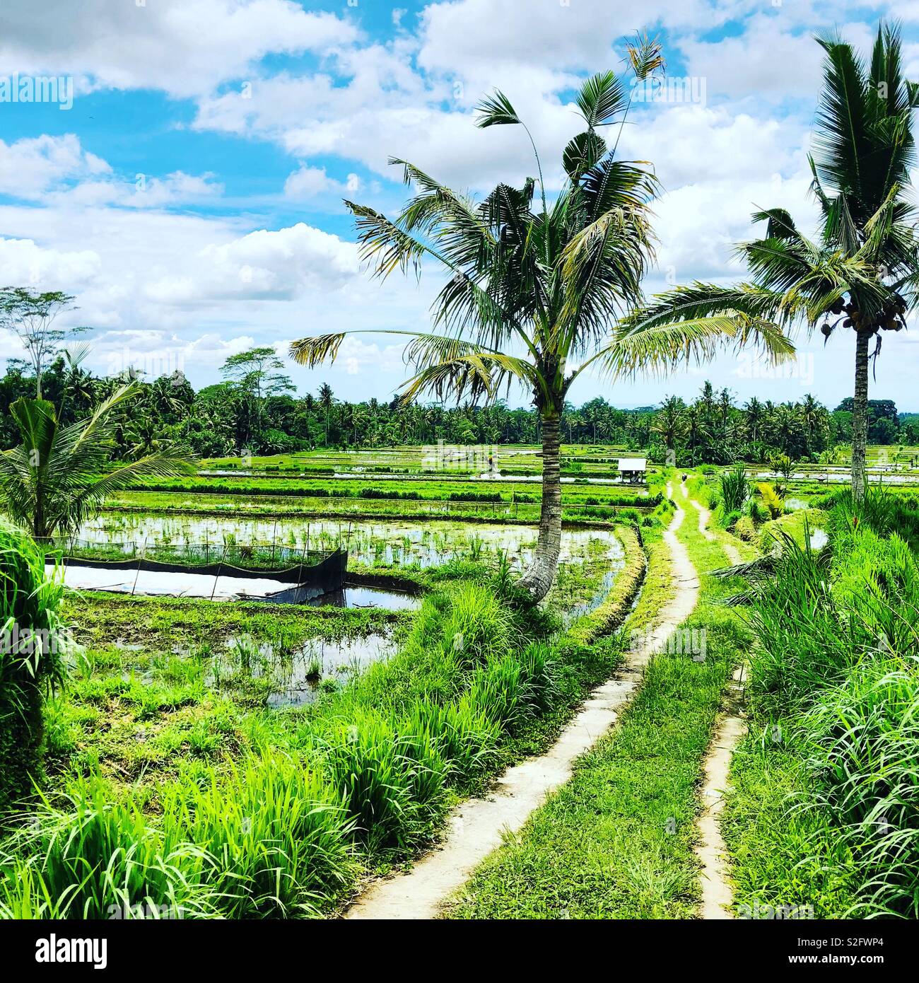 A day in the rice fields Stock Photo - Alamy