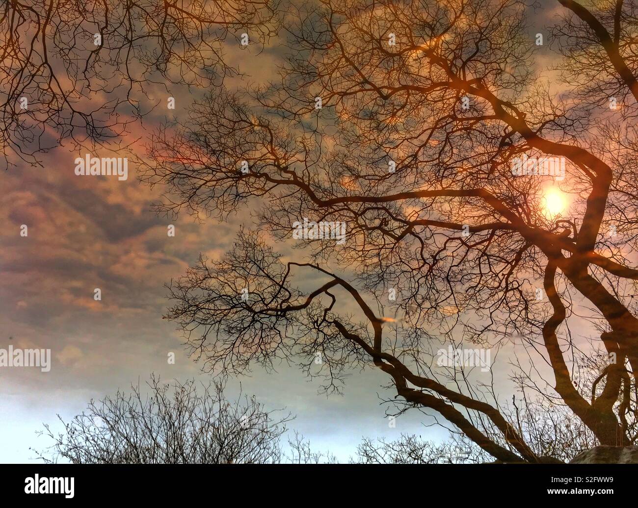 Trees and sun reflected in water Stock Photo - Alamy