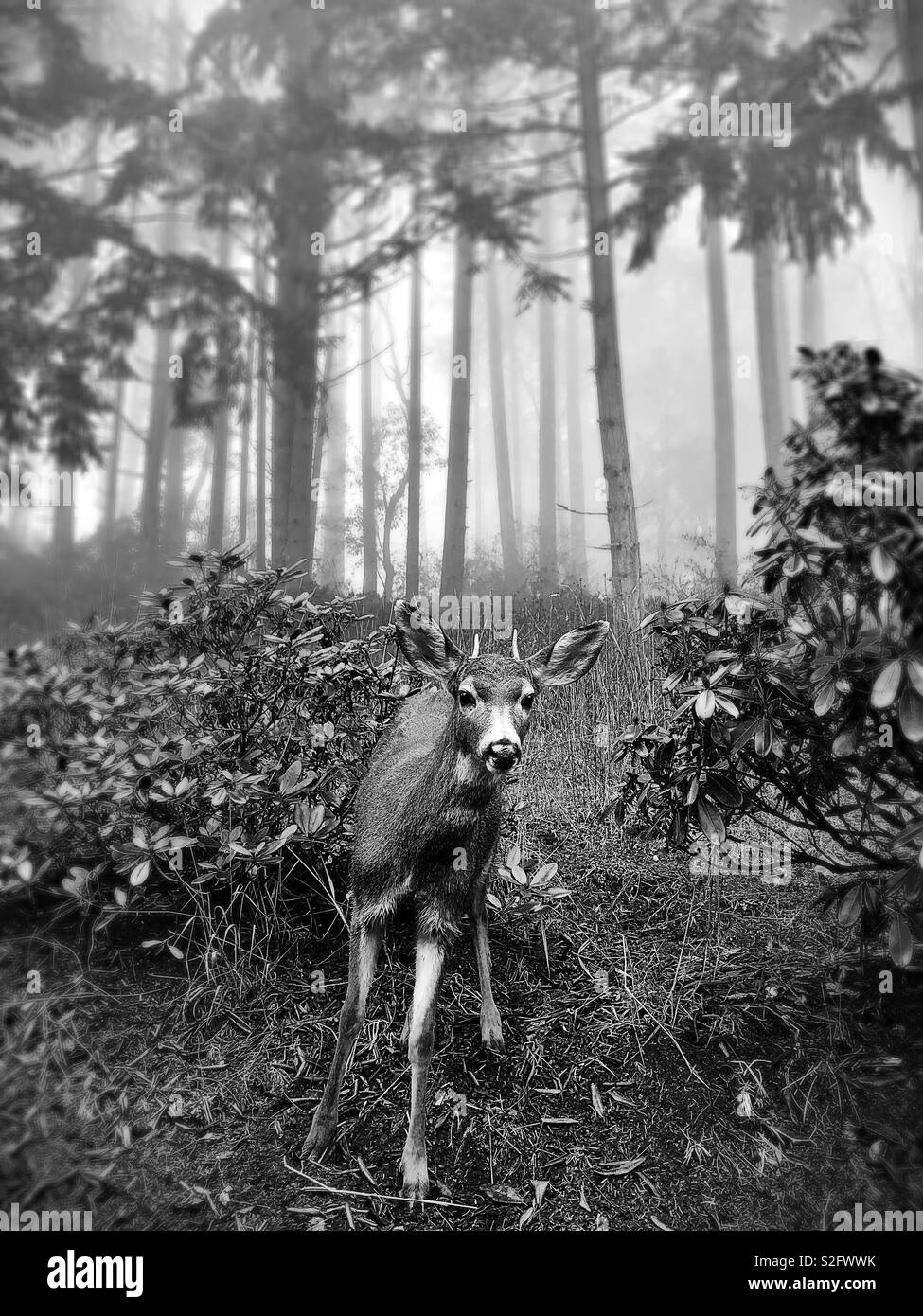 A young buck in Eugene, Oregon looking straight into the camera Stock ...