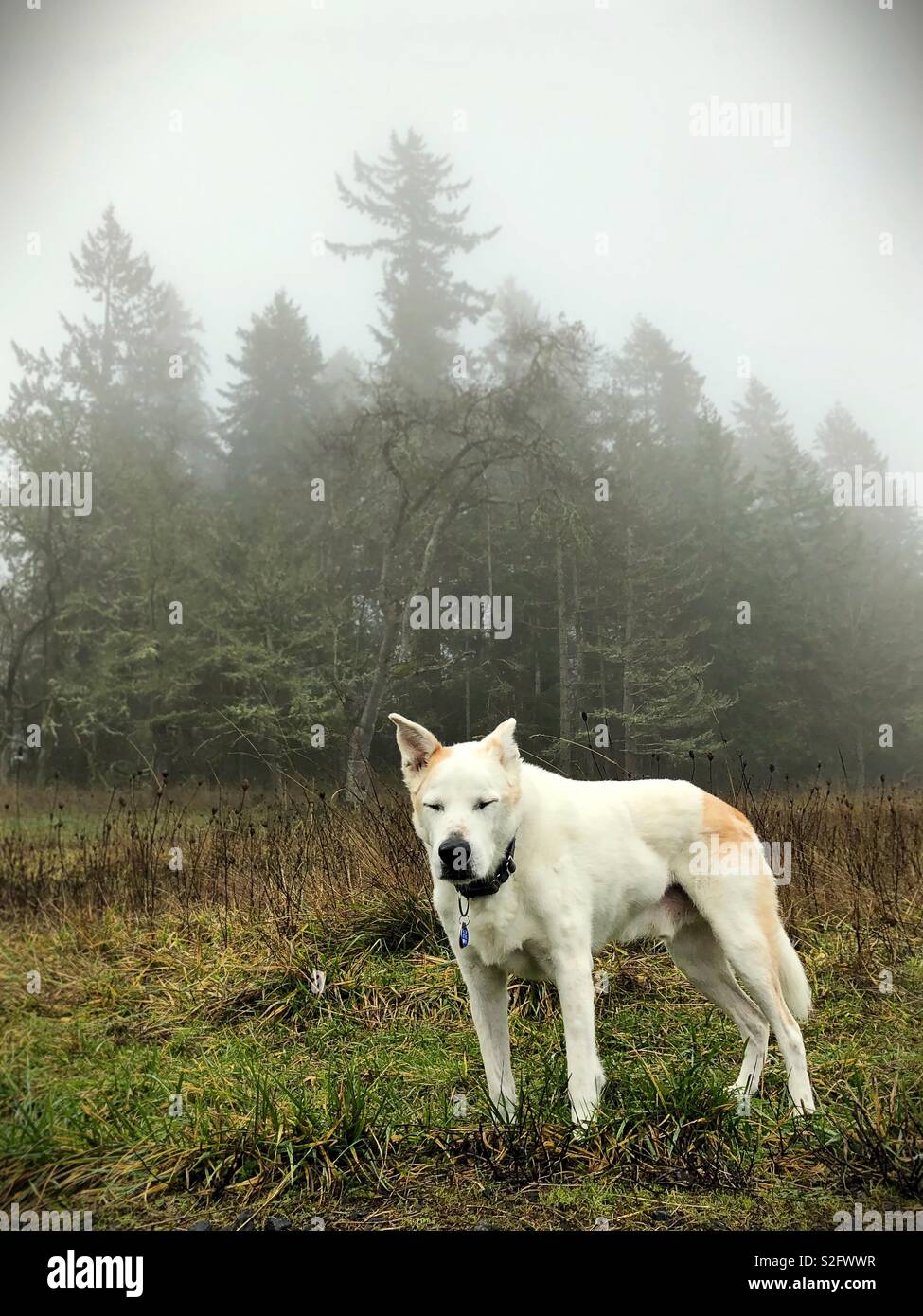 What Does Dog Squinting Mean