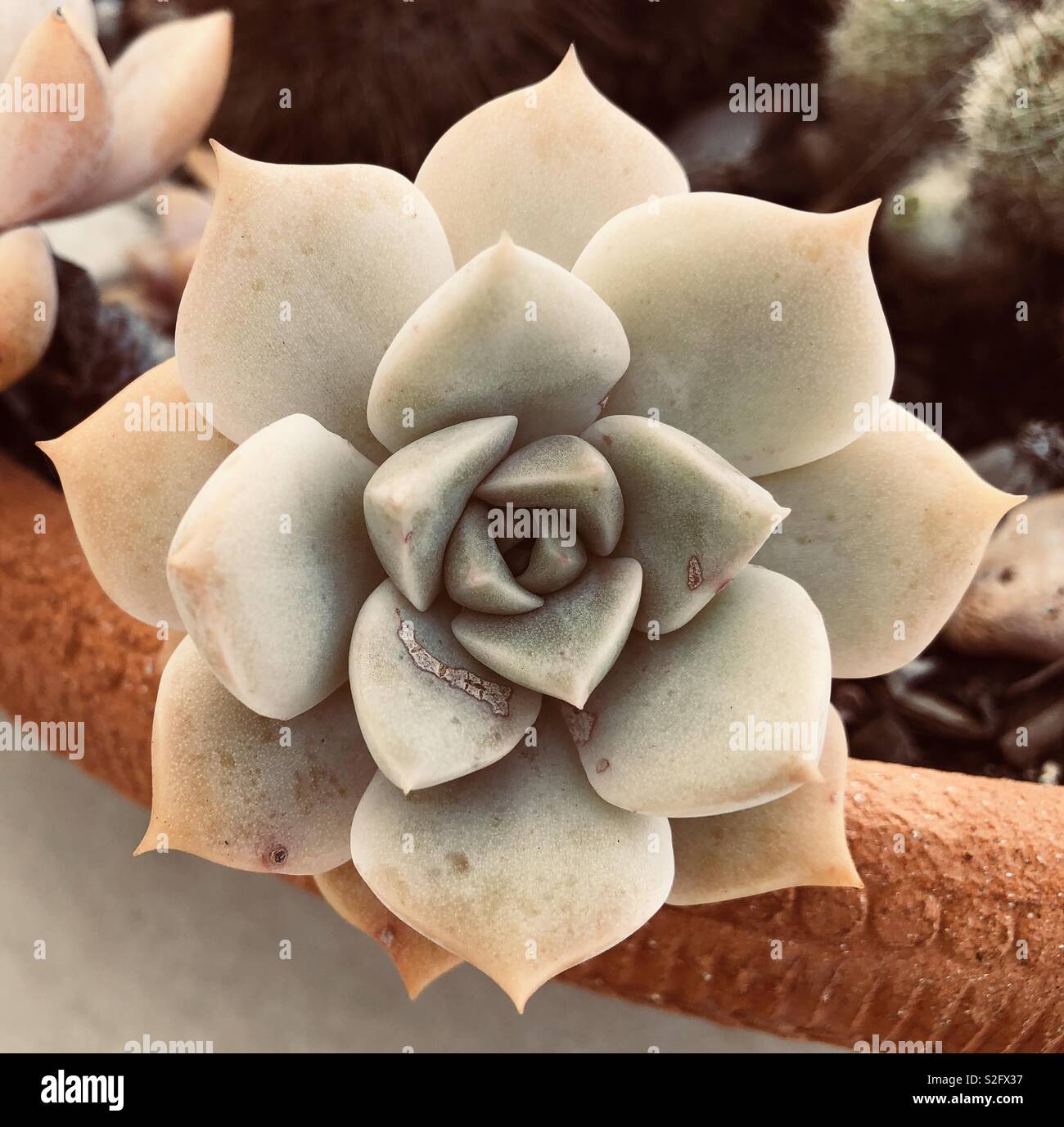 White rose succulent Stock Photo - Alamy