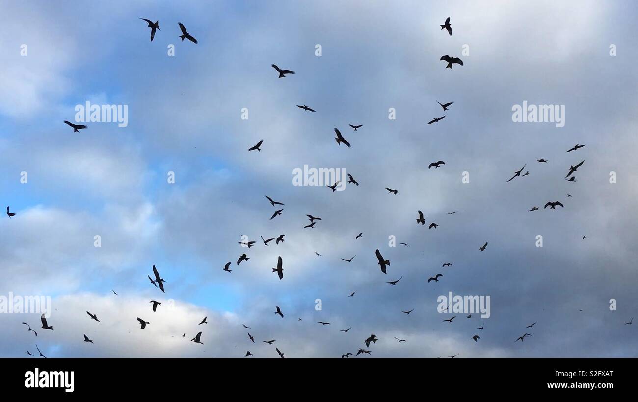 Flock of red kites hi-res stock photography and images - Alamy