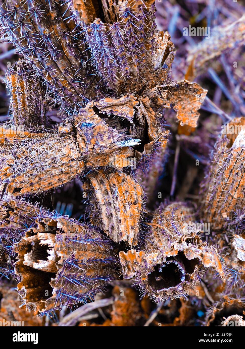 Dead cactus hi-res stock photography and images - Alamy