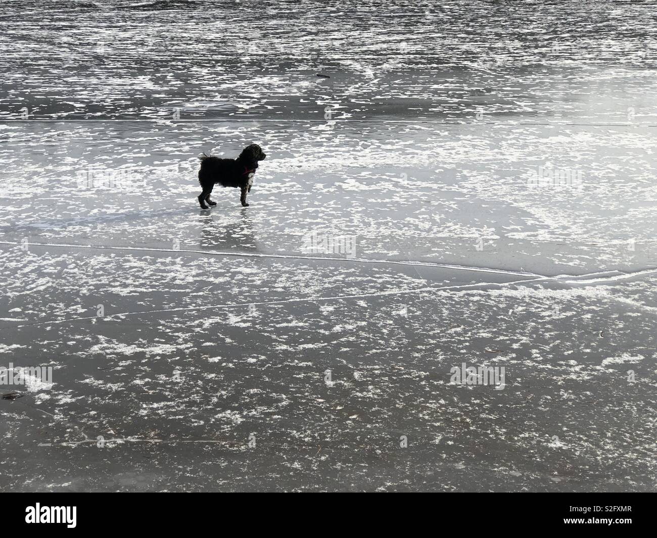 Small black yorkie poodle dog standing on the ice of the frozen lake in ...