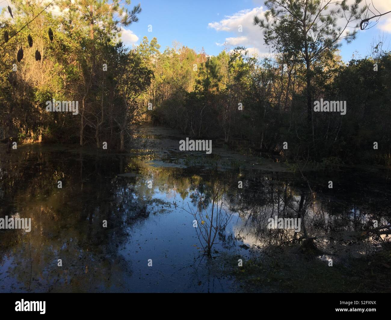 Creek and swamp that feeds pond Stock Photo - Alamy