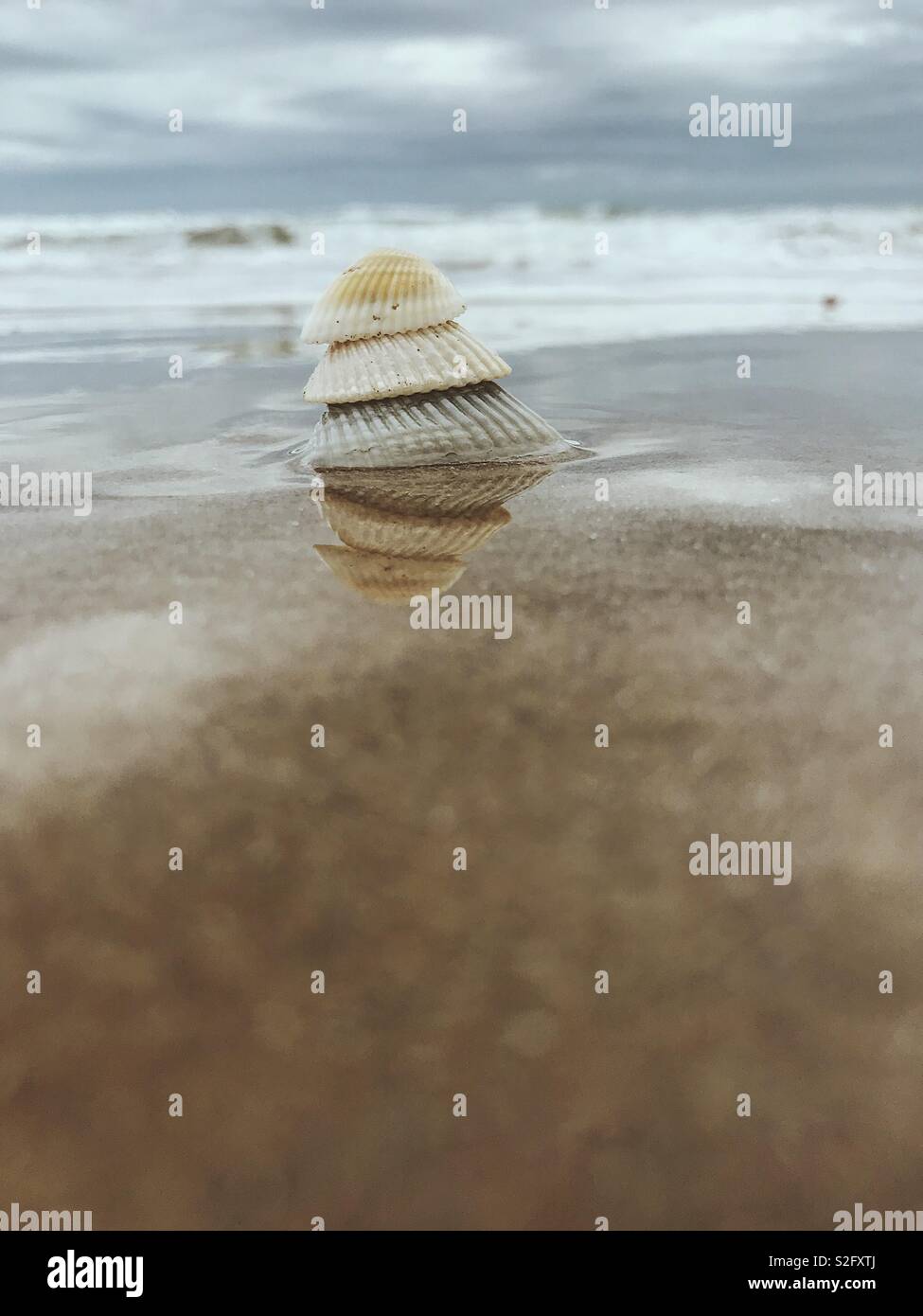 Seashells in sand Stock Photo - Alamy