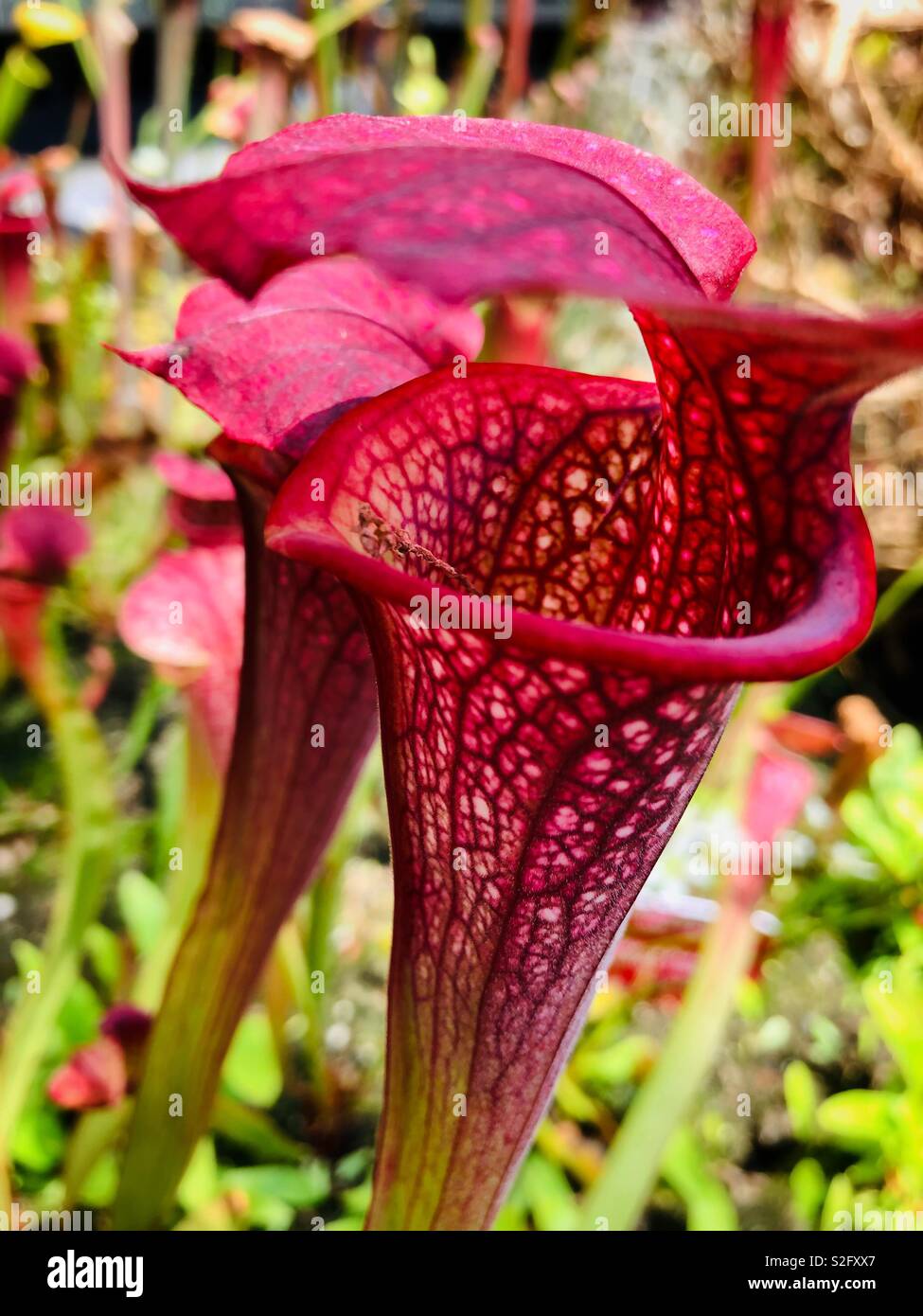 Pitfall trap plant hi-res stock photography and images - Alamy