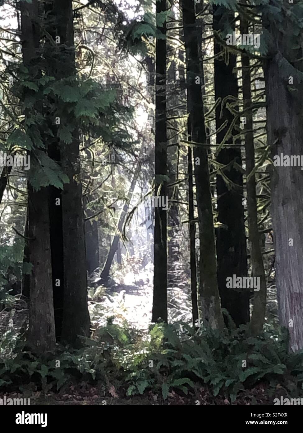 Canopy with fog hi-res stock photography and images - Alamy
