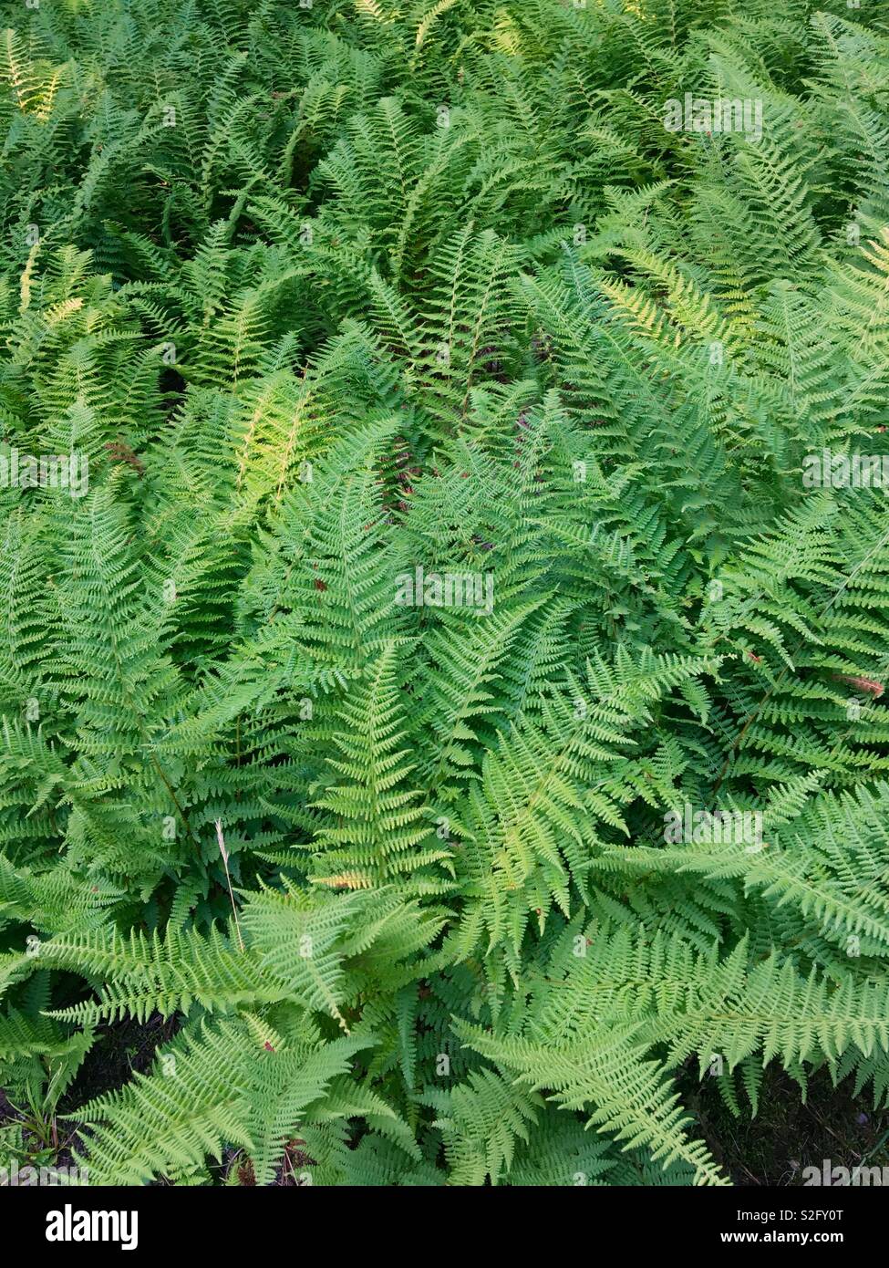 Ground cover plants hi-res stock photography and images - Alamy