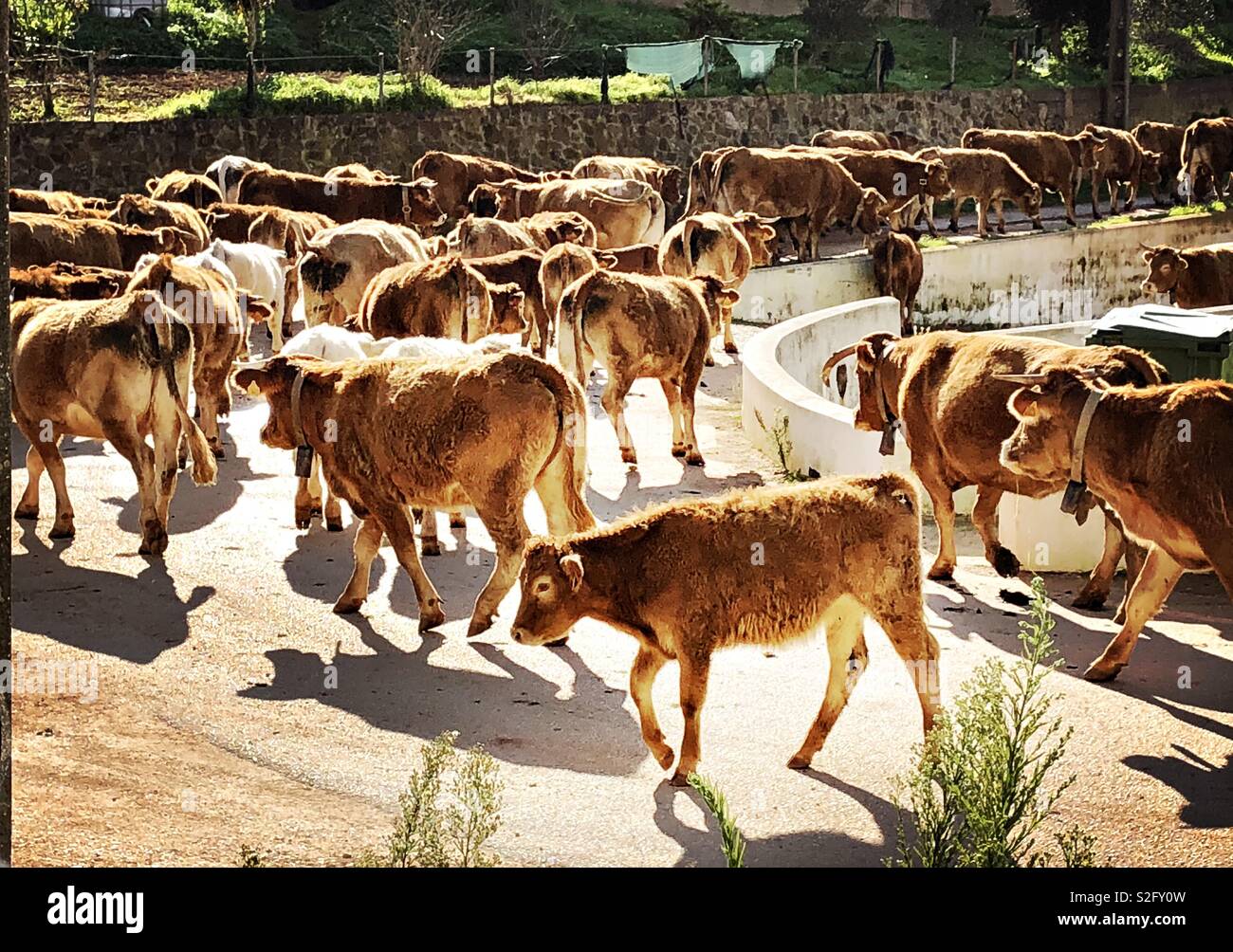 Cows in a lane hi-res stock photography and images - Alamy