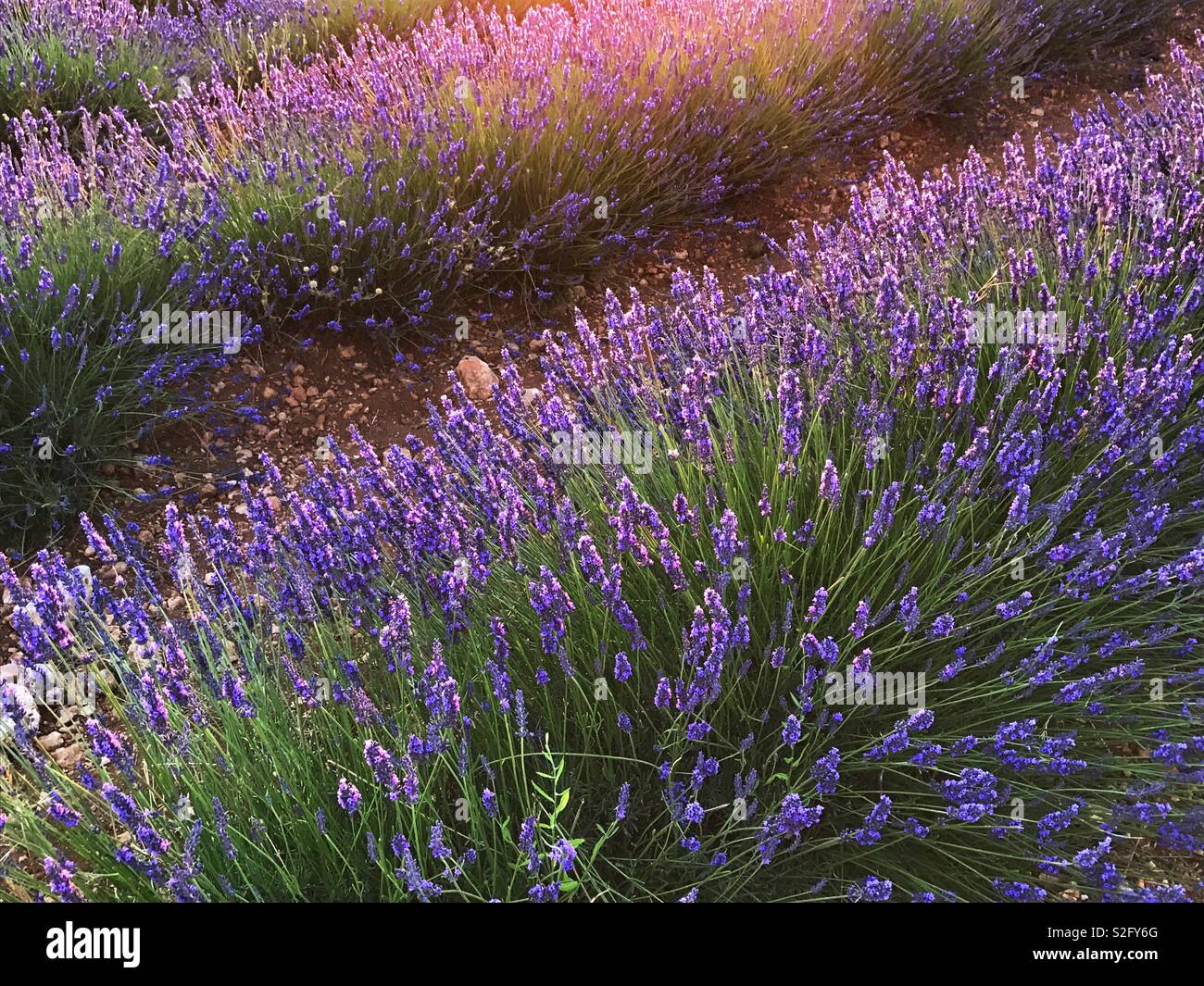 Lavender plantation hi-res stock photography and images - Alamy