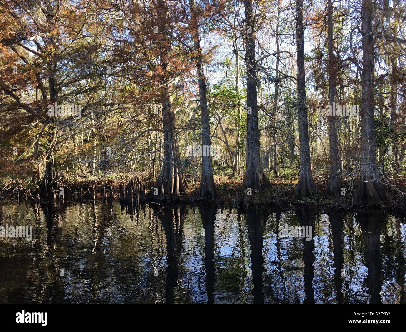 Florida swamps hi-res stock photography and images - Alamy