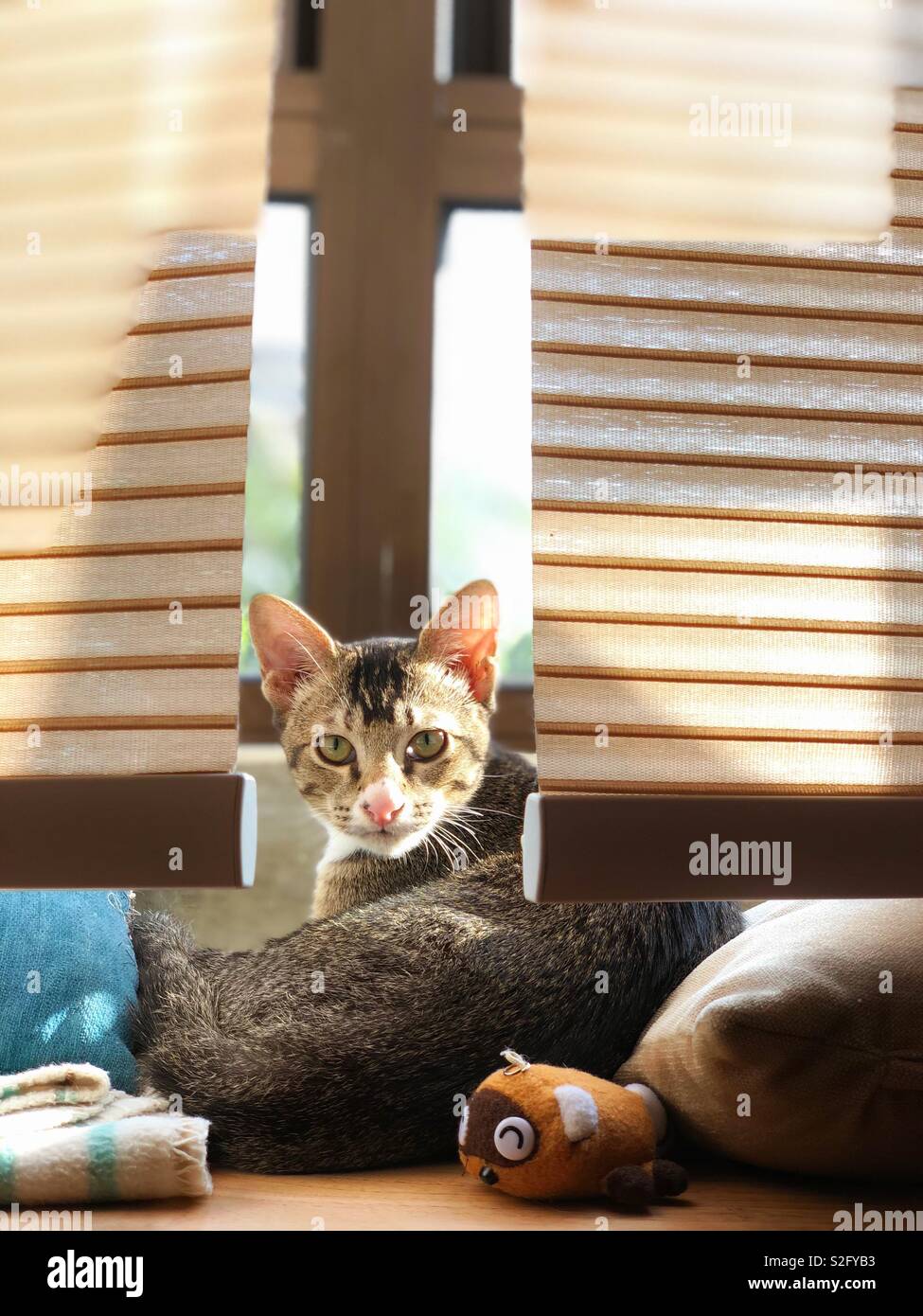 Kitten staring at the camera Stock Photo - Alamy